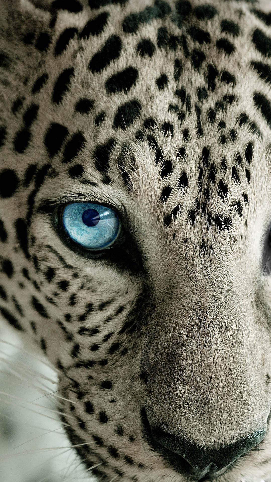 Leopard Eye Wallpapers - Top Free Leopard Eye Backgrounds - WallpaperAccess