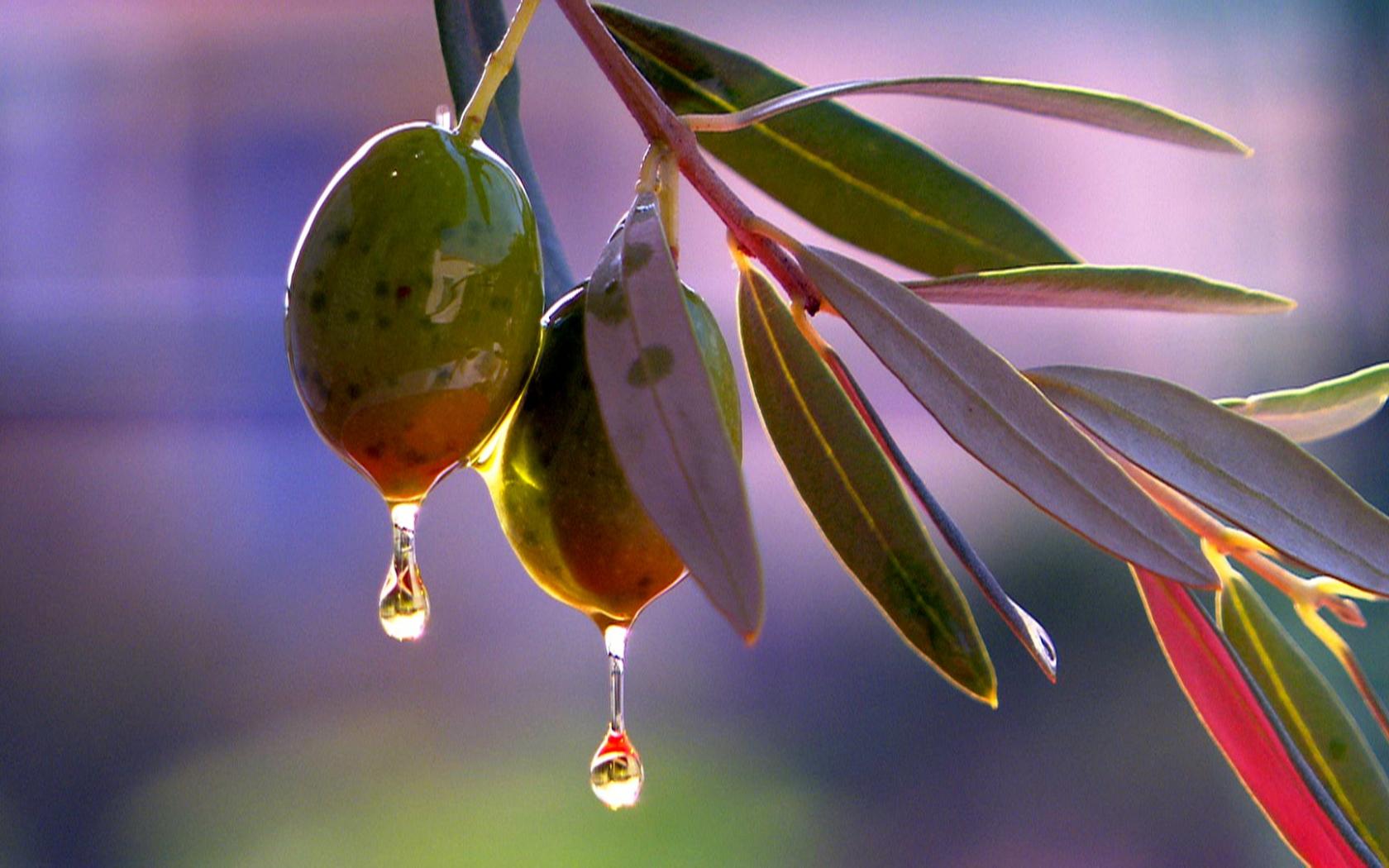 Olive Tree Wallpapers - Top Free Olive Tree Backgrounds - WallpaperAccess