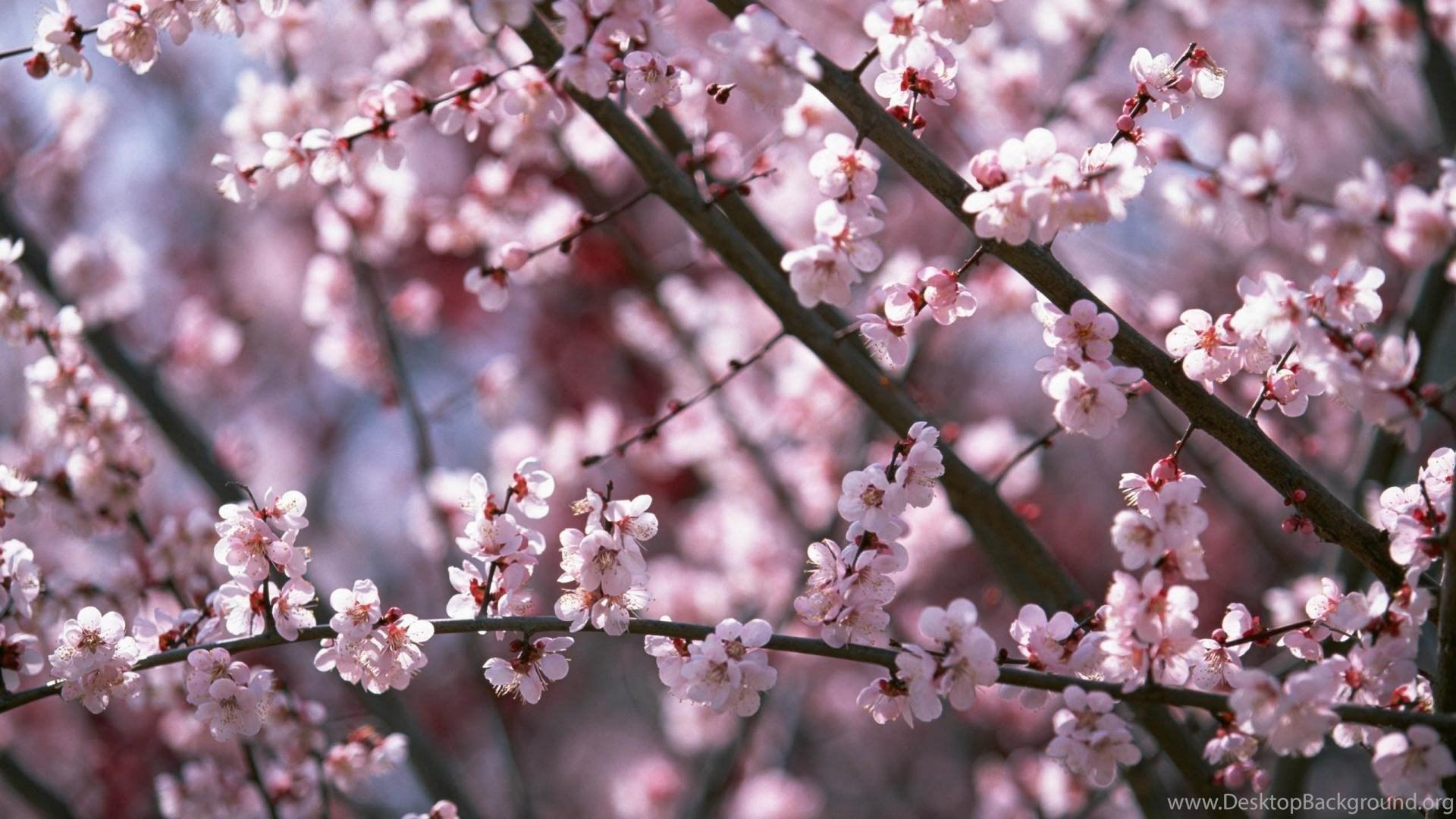 8K Sakura Wallpapers - Top Free 8K Sakura Backgrounds - WallpaperAccess