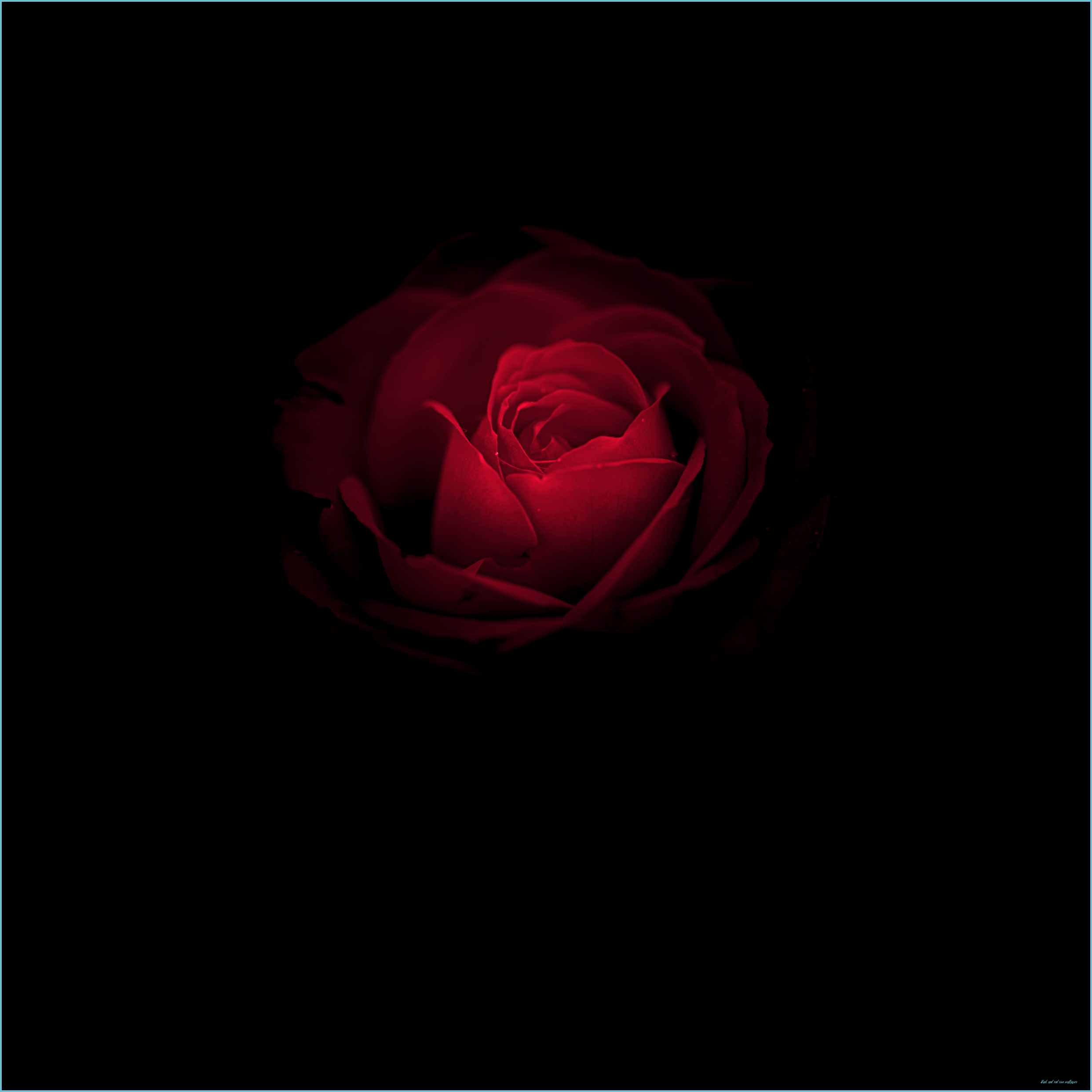 Black Red Rose Wallpapers - Top Free Black Red Rose Backgrounds ...
