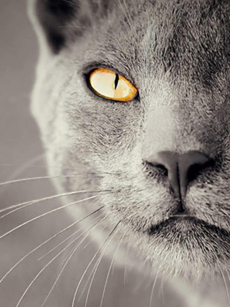 Amazing Cat Wallpapers - Top Free Amazing Cat Backgrounds - WallpaperAccess