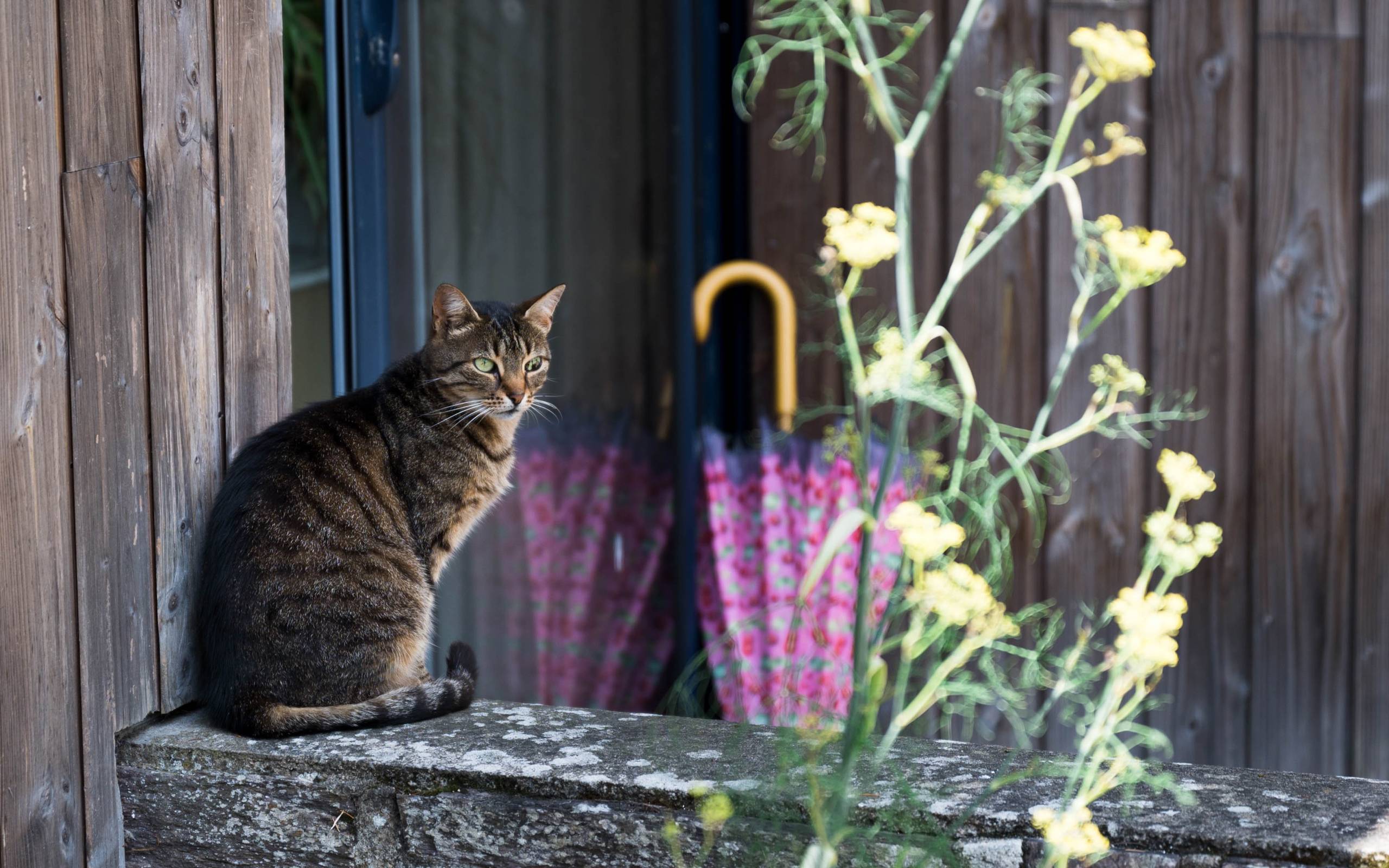 Amazing Cat Wallpapers - Top Free Amazing Cat Backgrounds - WallpaperAccess