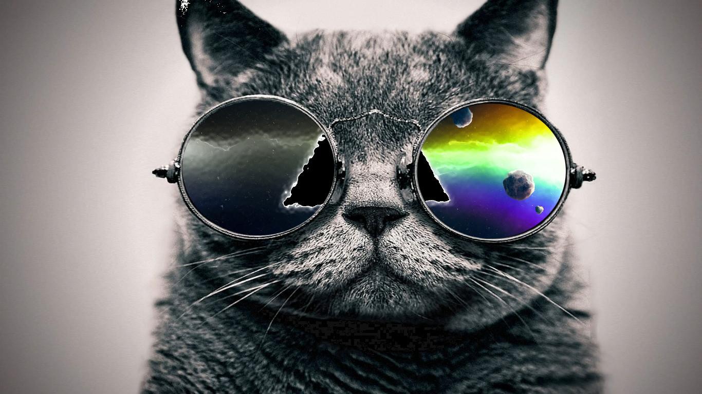 Amazing Cat Wallpapers - Top Free Amazing Cat Backgrounds - WallpaperAccess