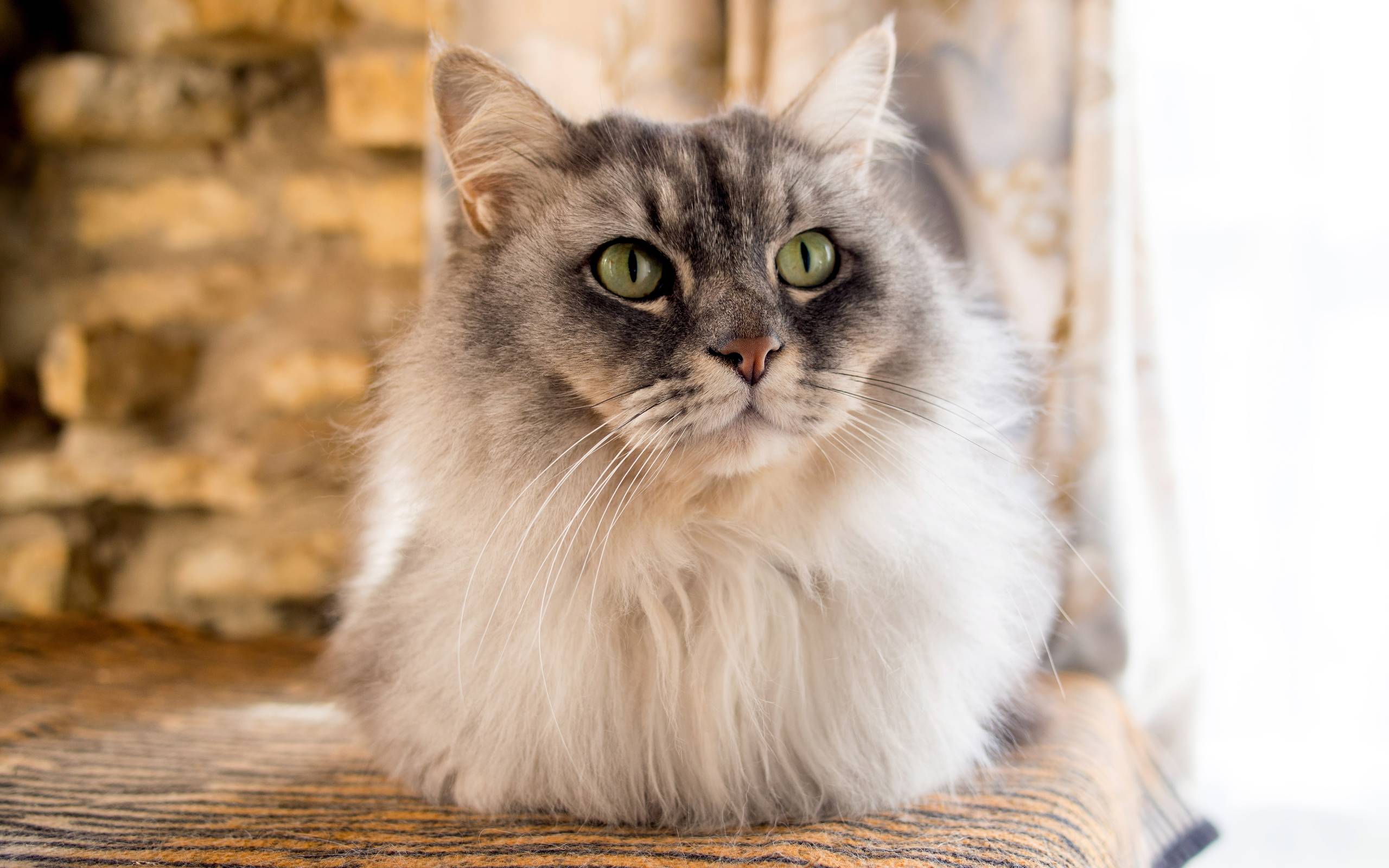 Amazing Cat Wallpapers - Top Free Amazing Cat Backgrounds - WallpaperAccess