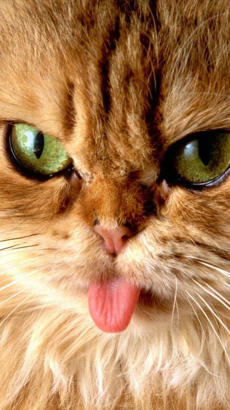Amazing Cat Wallpapers - Top Free Amazing Cat Backgrounds - WallpaperAccess