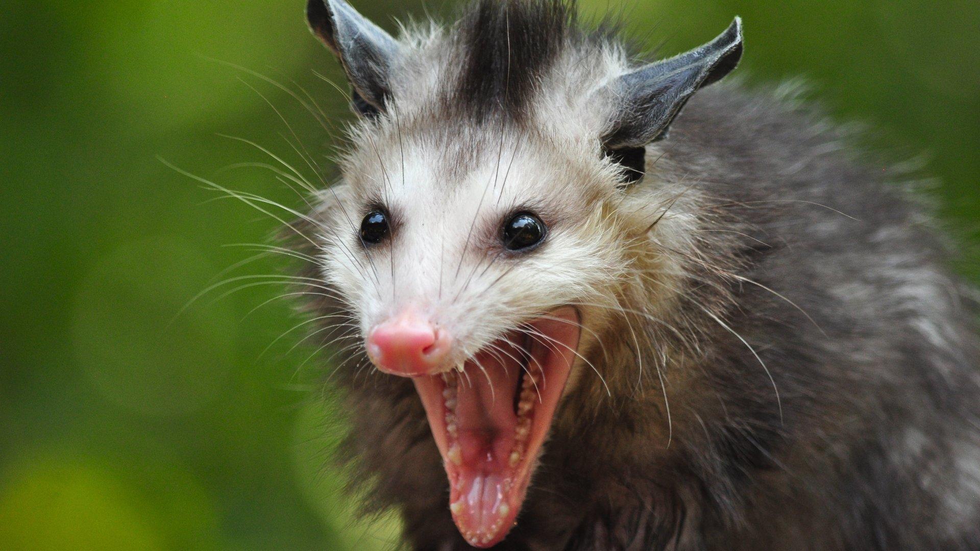 Possum Wallpapers - Top Free Possum Backgrounds - WallpaperAccess