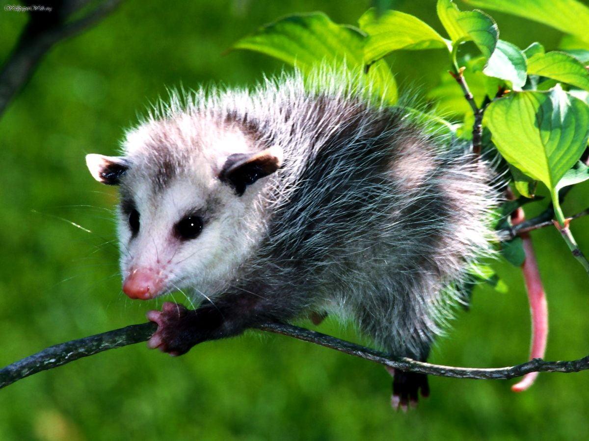 Possum Wallpapers - Top Free Possum Backgrounds - WallpaperAccess