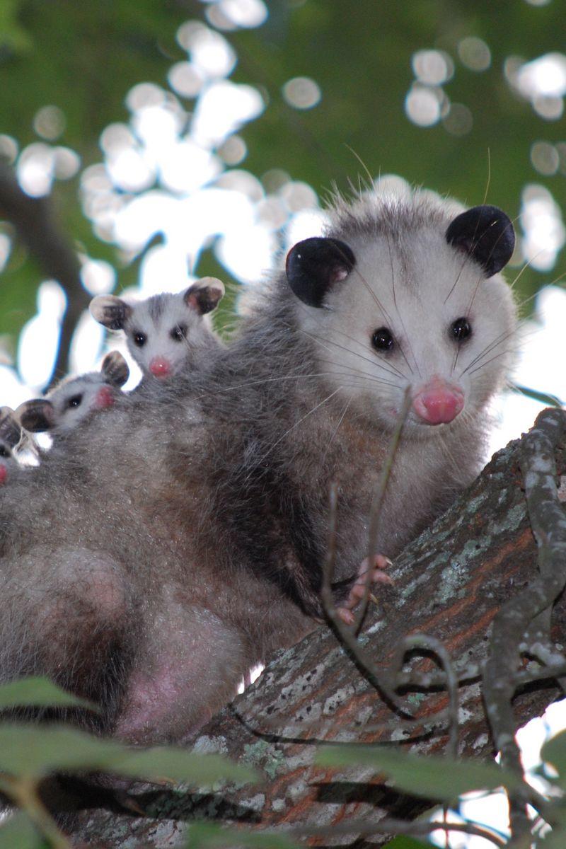 Possum Wallpapers - Top Free Possum Backgrounds - WallpaperAccess