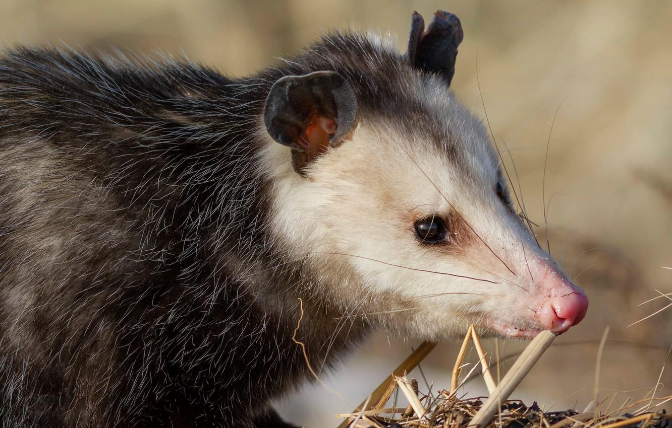 Possum Wallpapers - Top Free Possum Backgrounds - WallpaperAccess