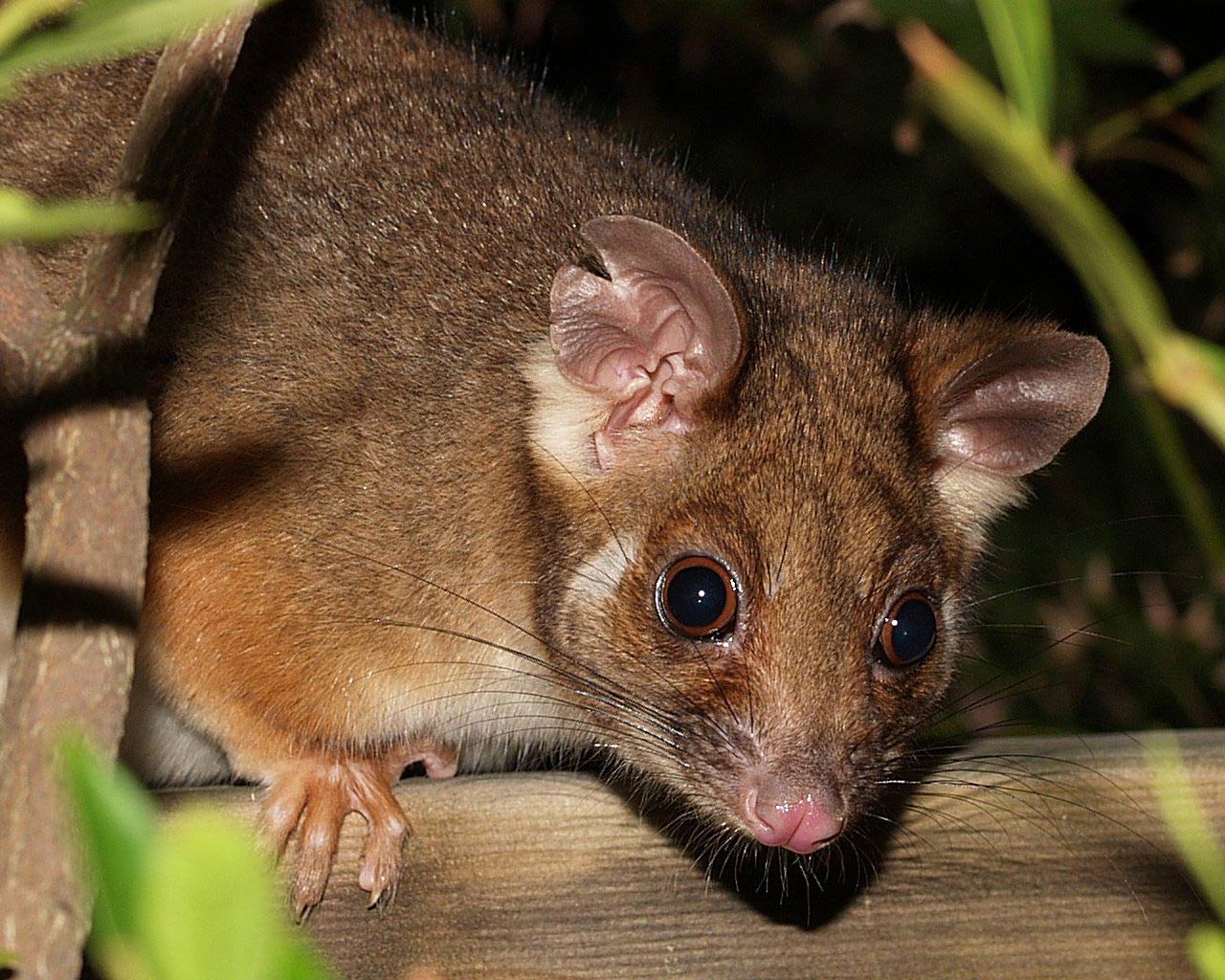 Possum Wallpapers - Top Free Possum Backgrounds - WallpaperAccess