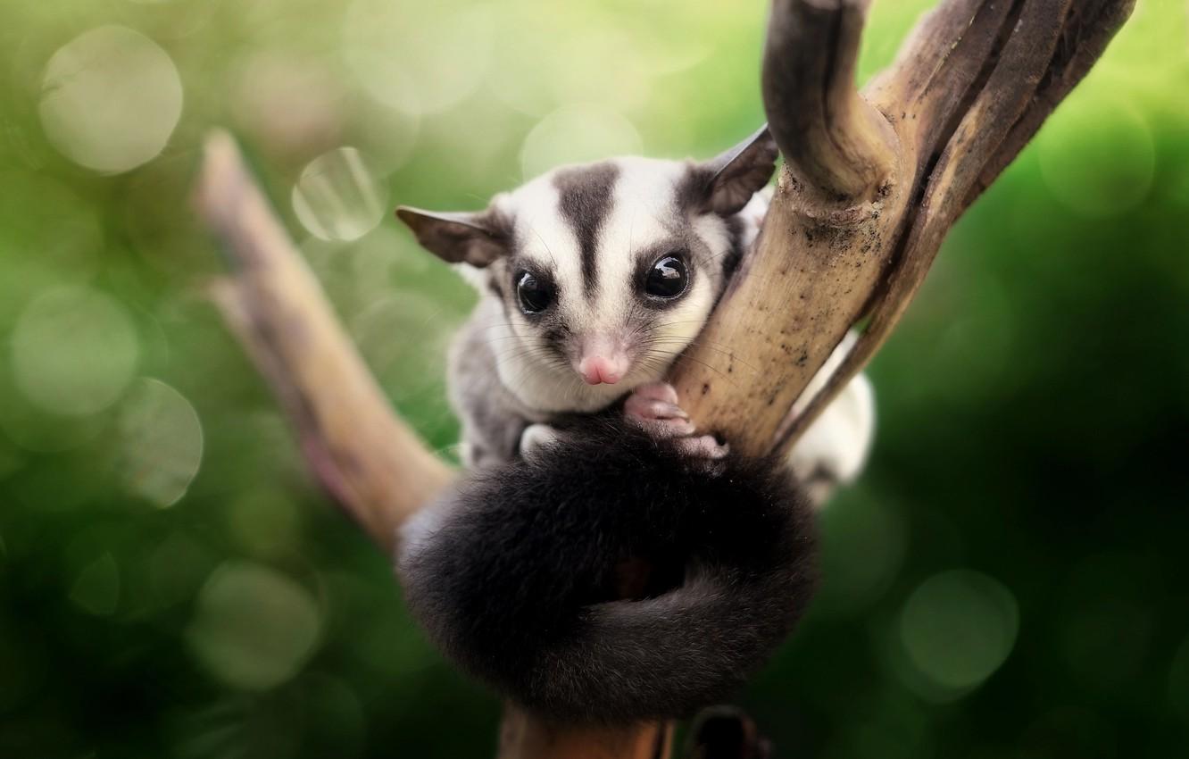 Possum Wallpapers - Top Free Possum Backgrounds - WallpaperAccess