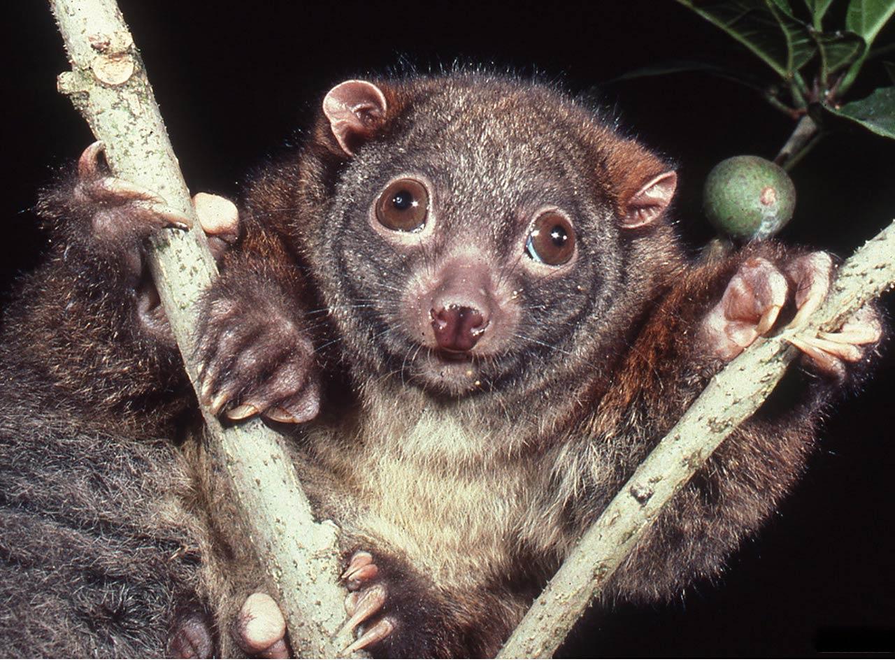 Possum Wallpapers - Top Free Possum Backgrounds - WallpaperAccess