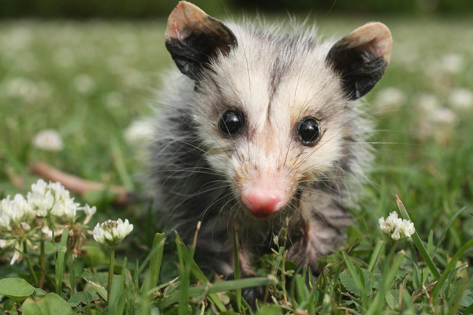 Possum Wallpapers - Top Free Possum Backgrounds - WallpaperAccess