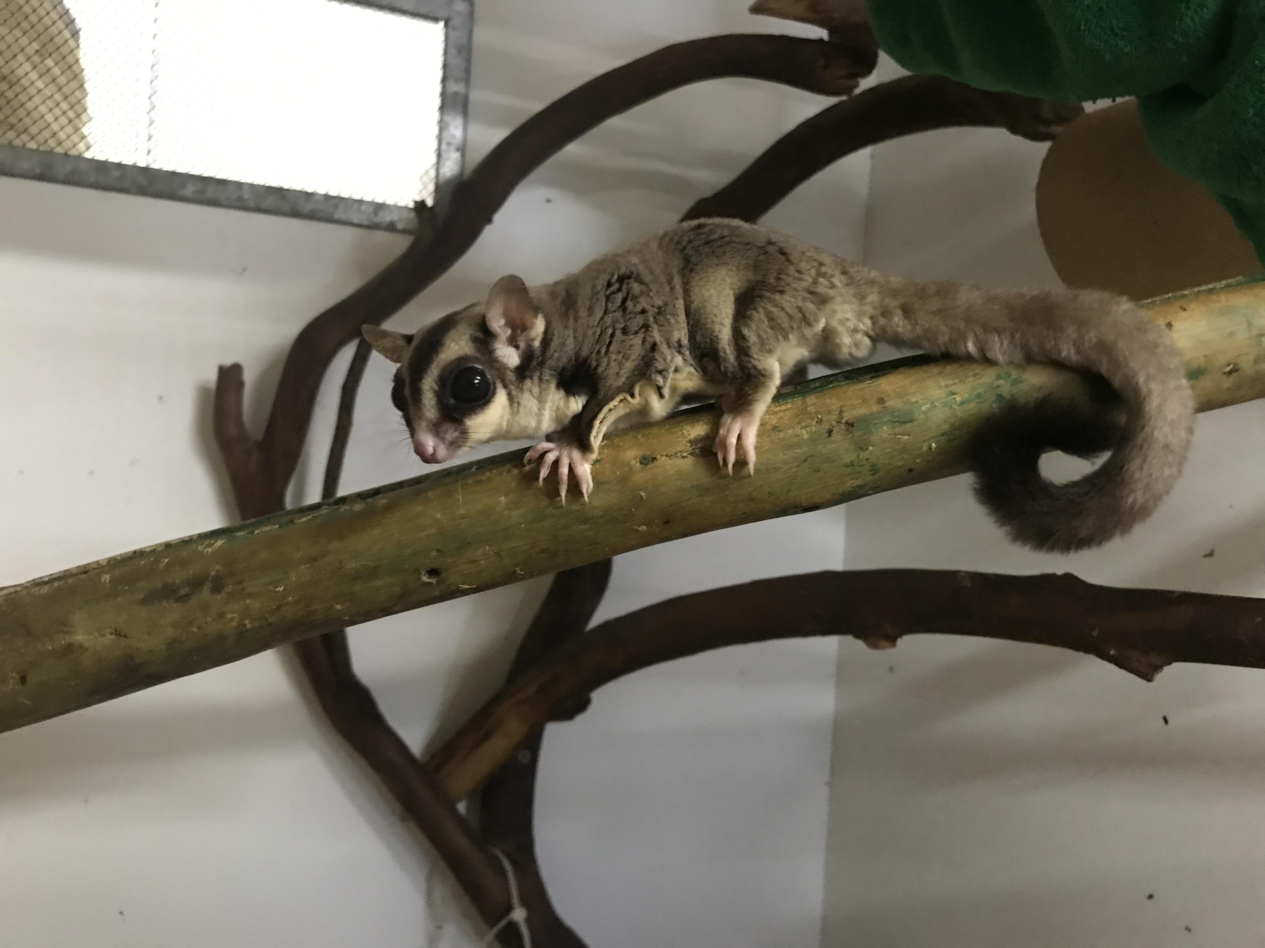 Possum Wallpapers - Top Free Possum Backgrounds - WallpaperAccess