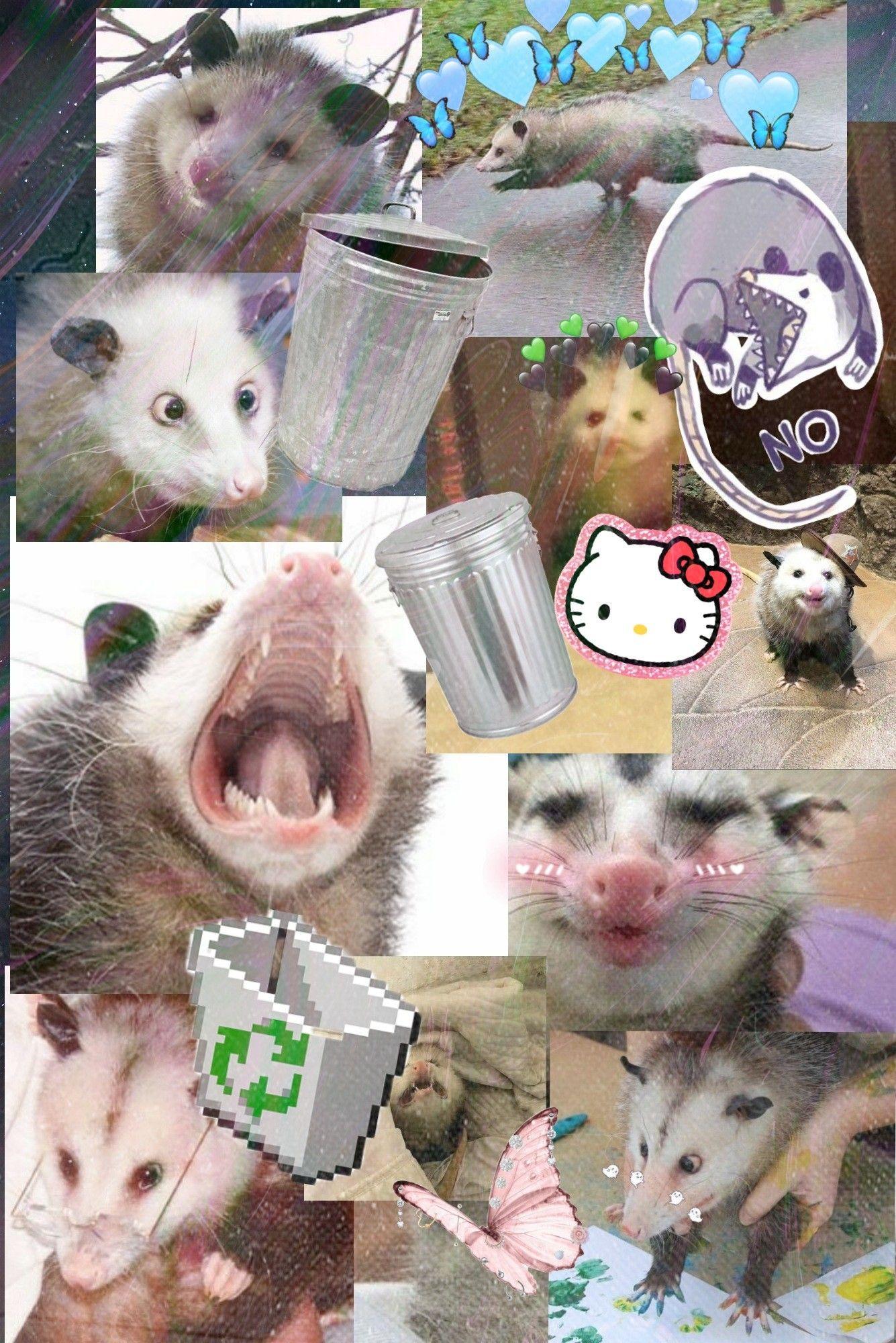 Possum Wallpapers - Top Free Possum Backgrounds - WallpaperAccess