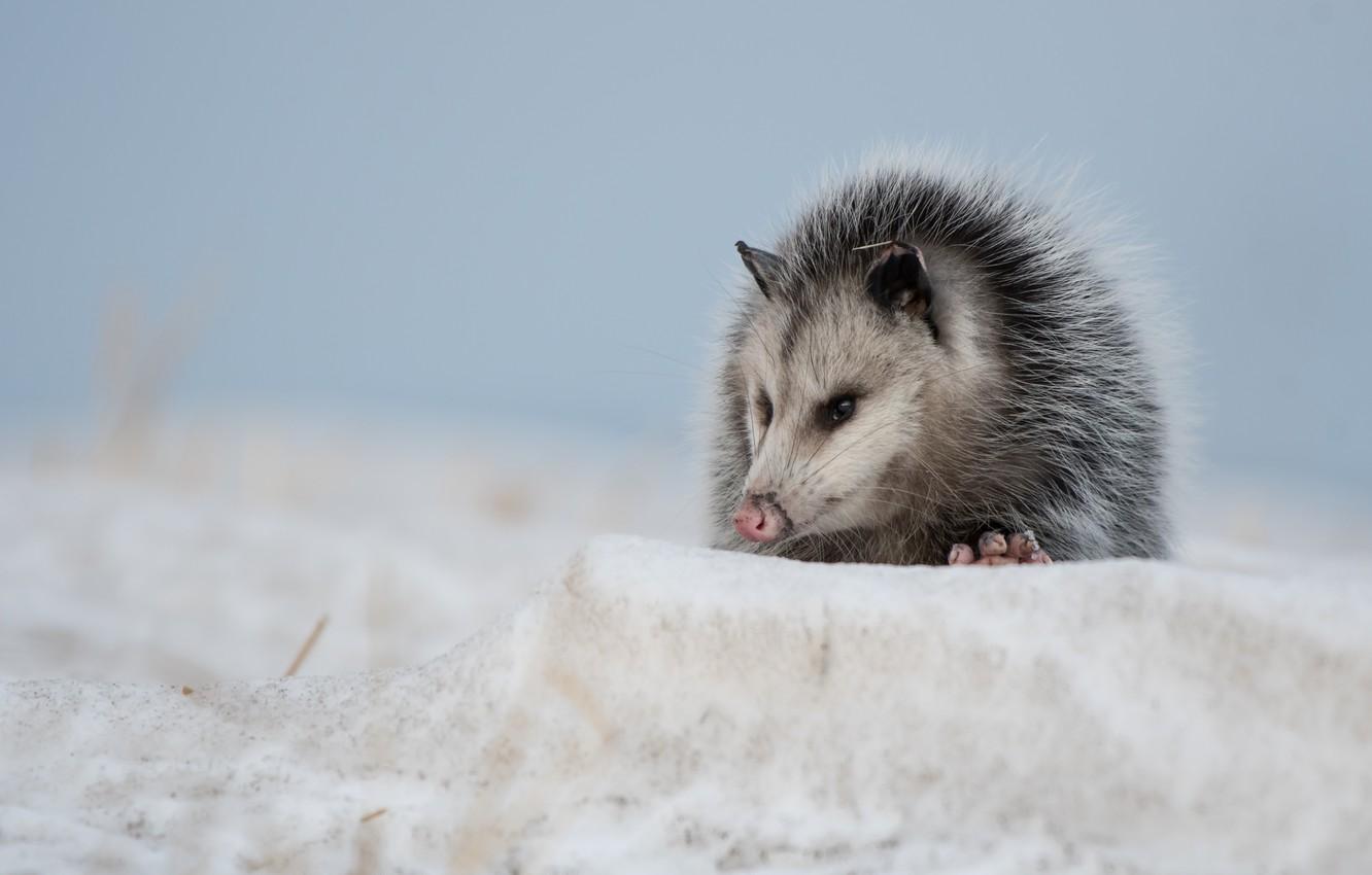 Possum Wallpapers - Top Free Possum Backgrounds - WallpaperAccess