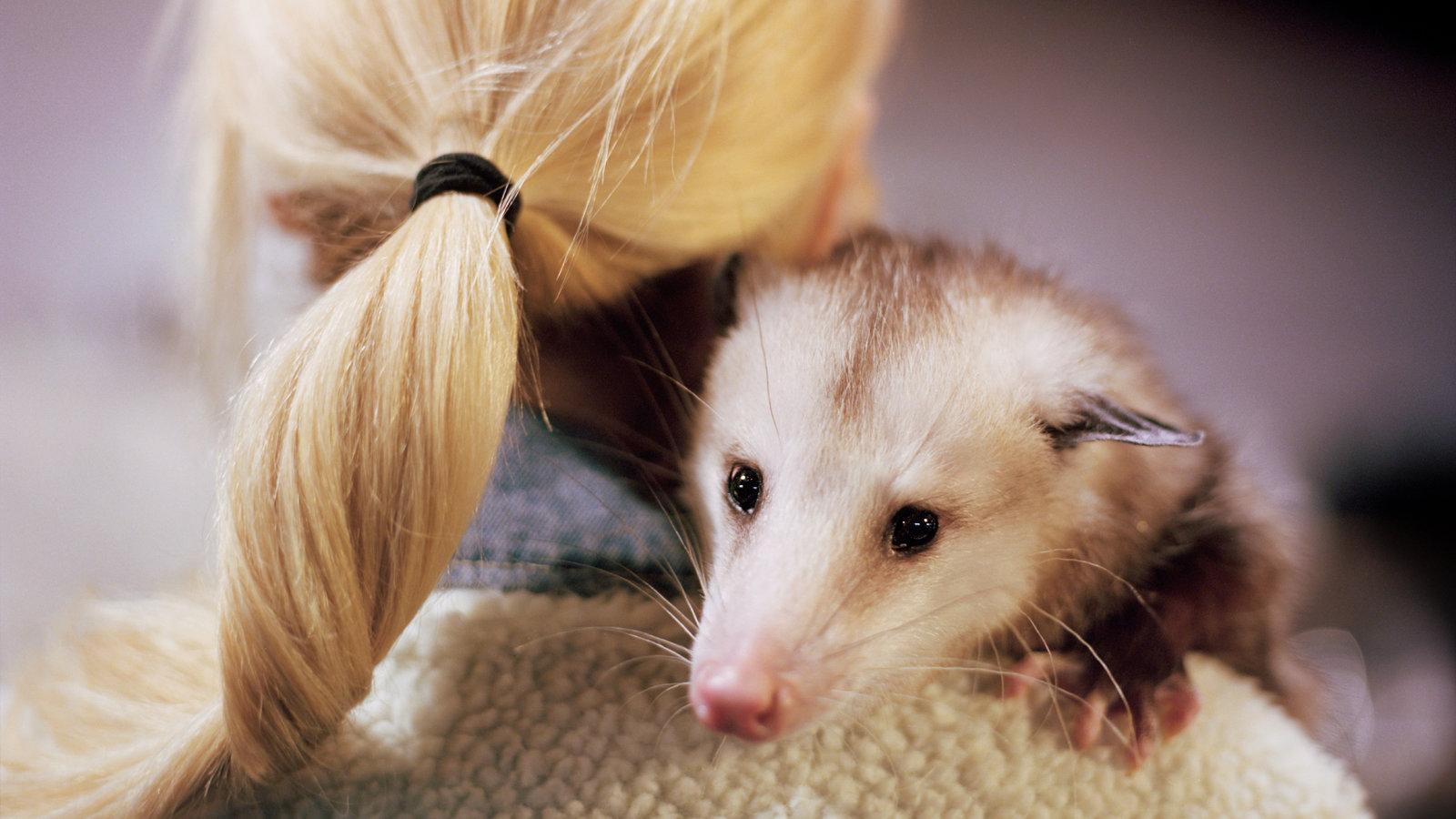 Possum Wallpapers - Top Free Possum Backgrounds - WallpaperAccess