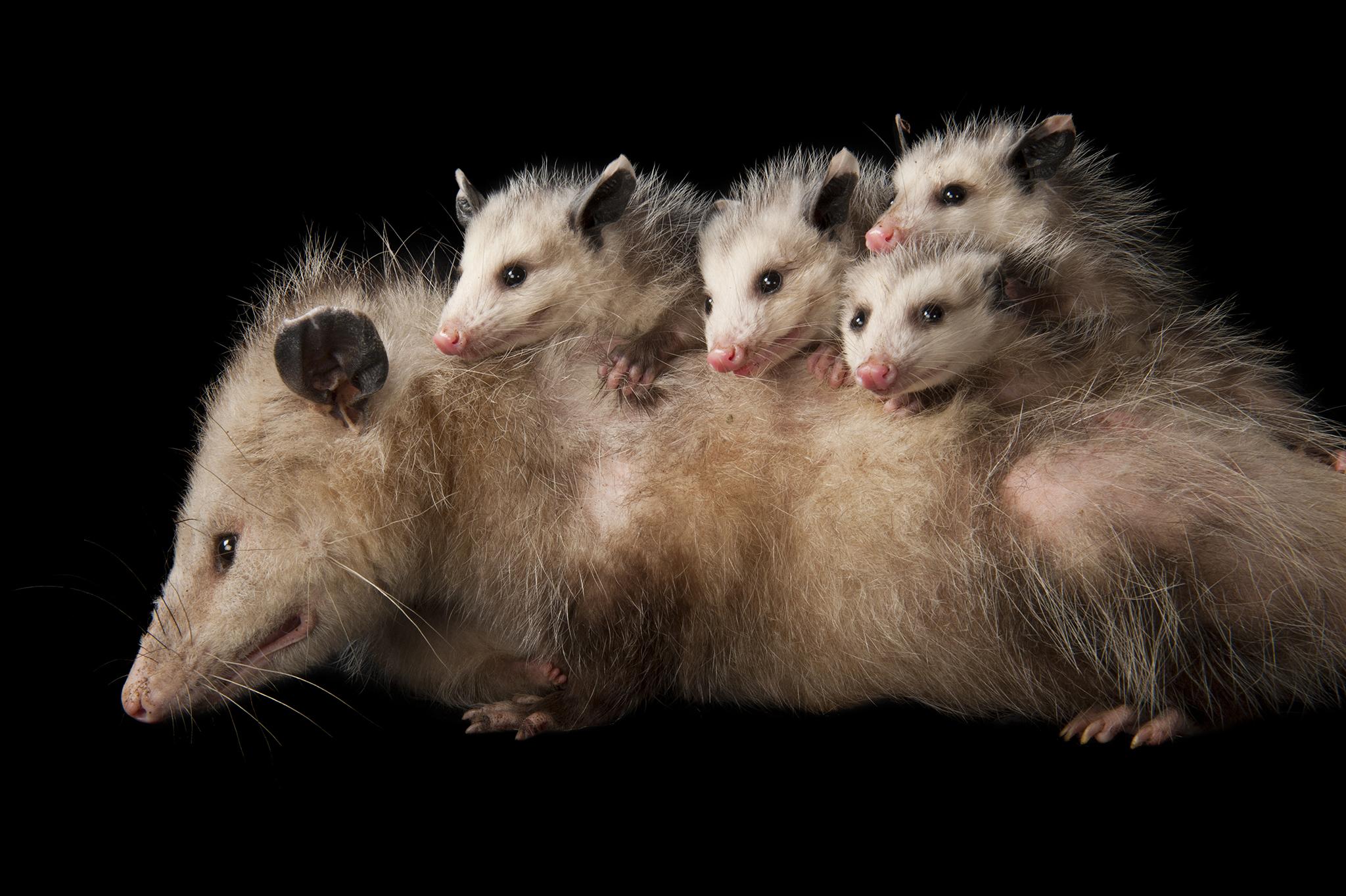 Possum Wallpapers - Top Free Possum Backgrounds - WallpaperAccess