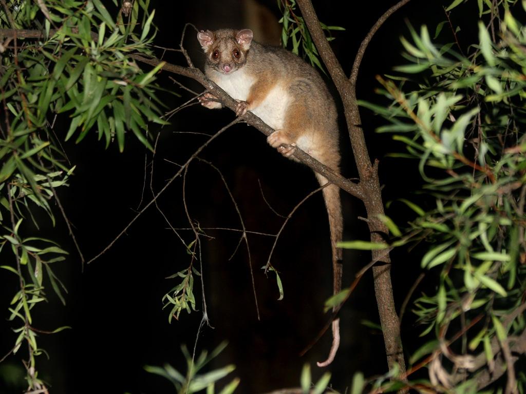 Possum Wallpapers - Top Free Possum Backgrounds - WallpaperAccess