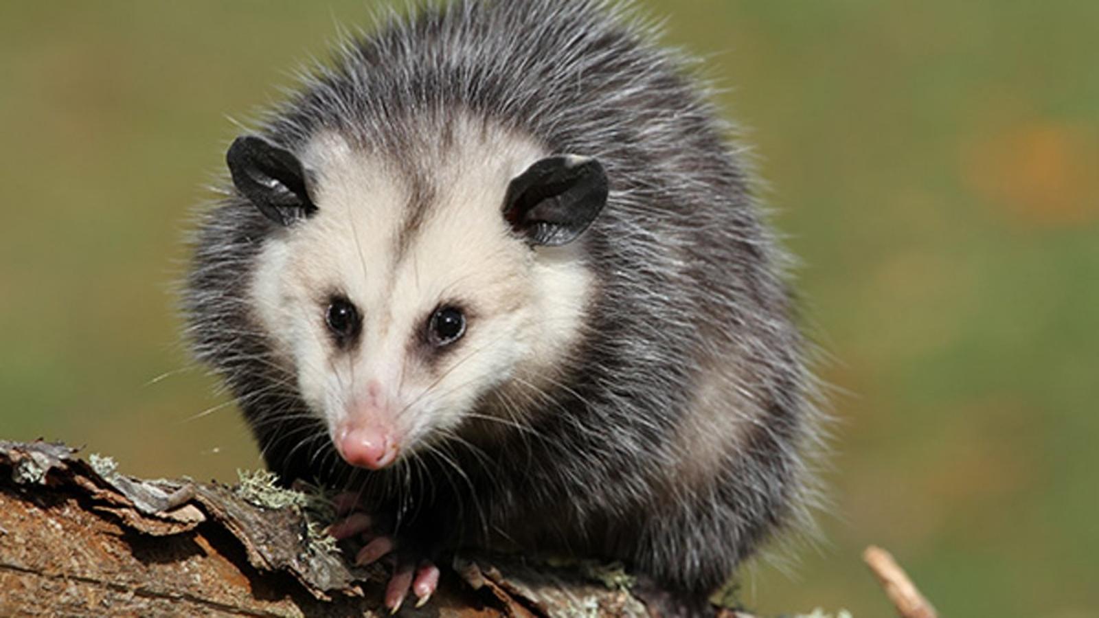 Possum Wallpapers - Top Free Possum Backgrounds - WallpaperAccess