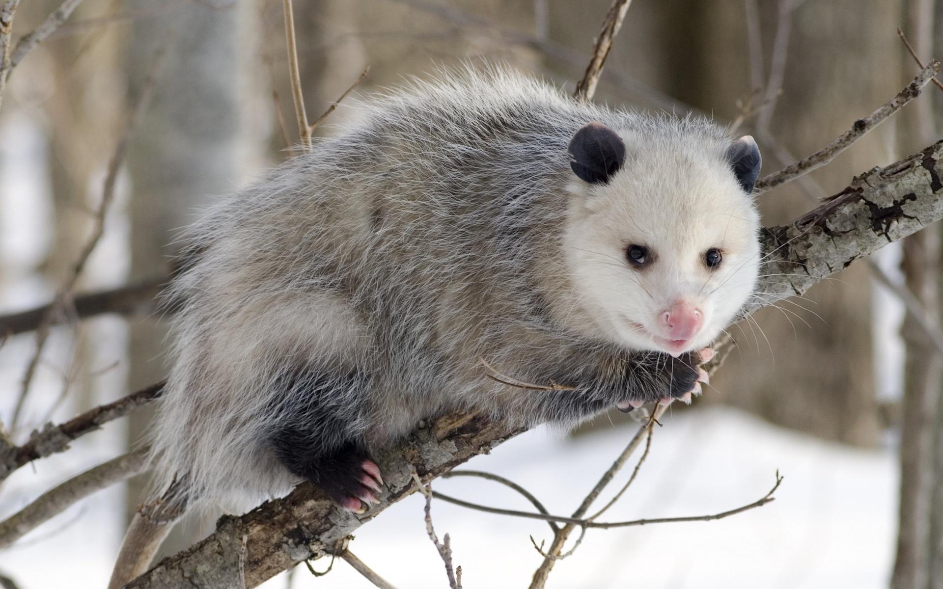 Possum Wallpapers - Top Free Possum Backgrounds - WallpaperAccess