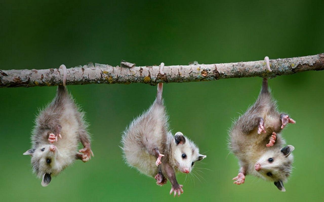 Possums Wallpapers - Top Free Possums Backgrounds - WallpaperAccess