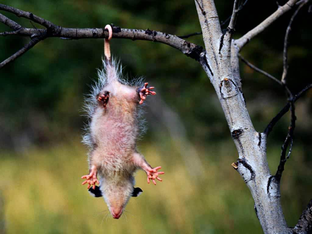 Possums Wallpapers - Top Free Possums Backgrounds - WallpaperAccess