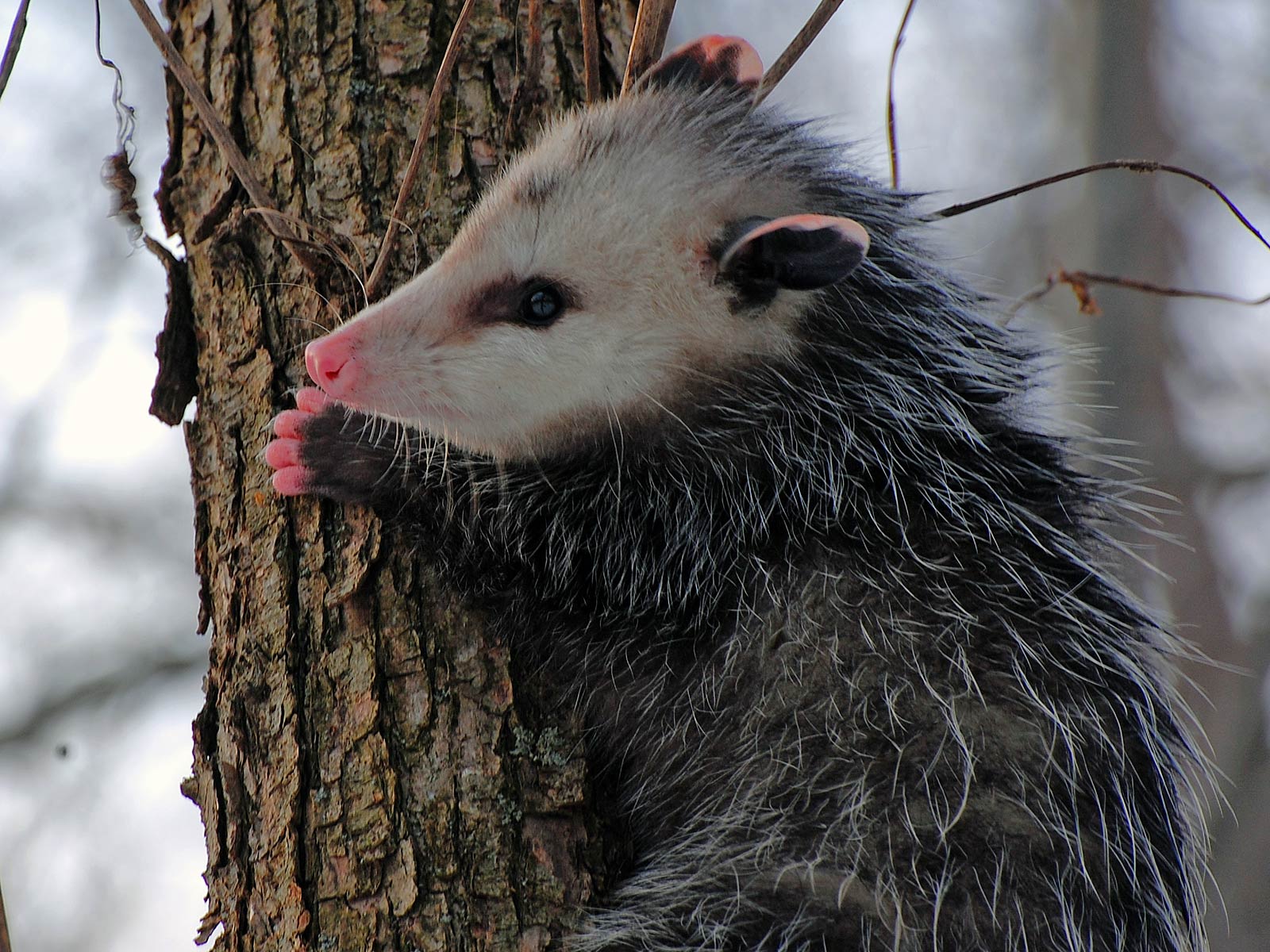 Opossum Wallpapers - Top Free Opossum Backgrounds - WallpaperAccess