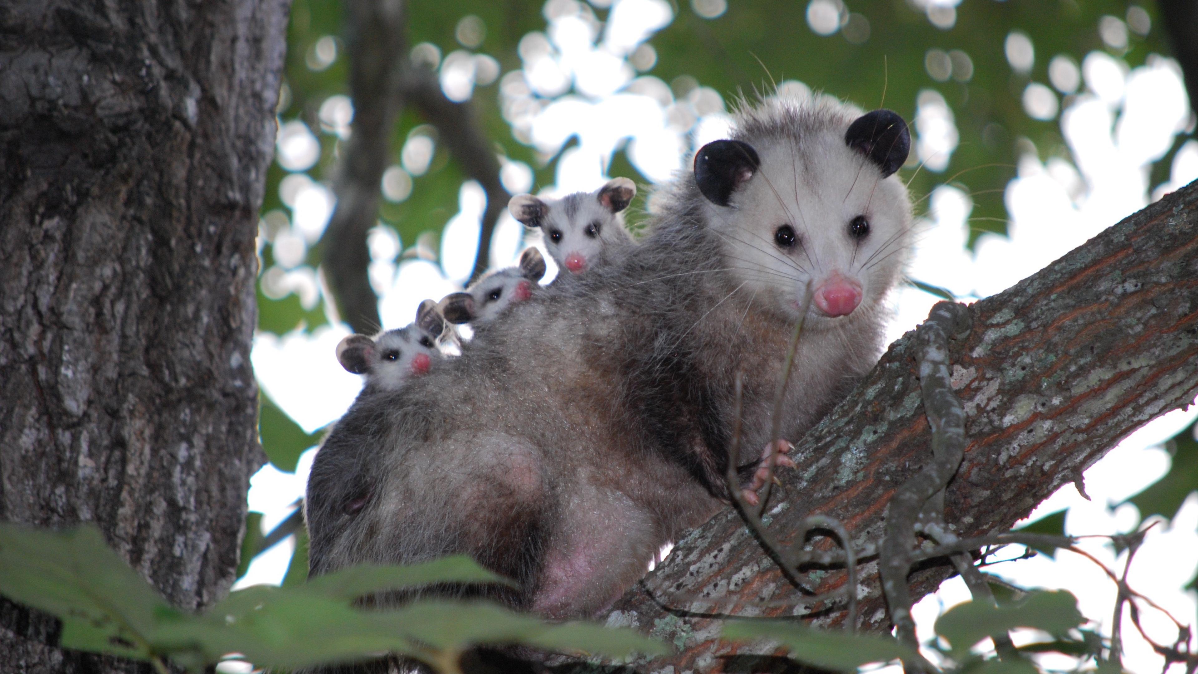 Possums Wallpapers - Top Free Possums Backgrounds - WallpaperAccess