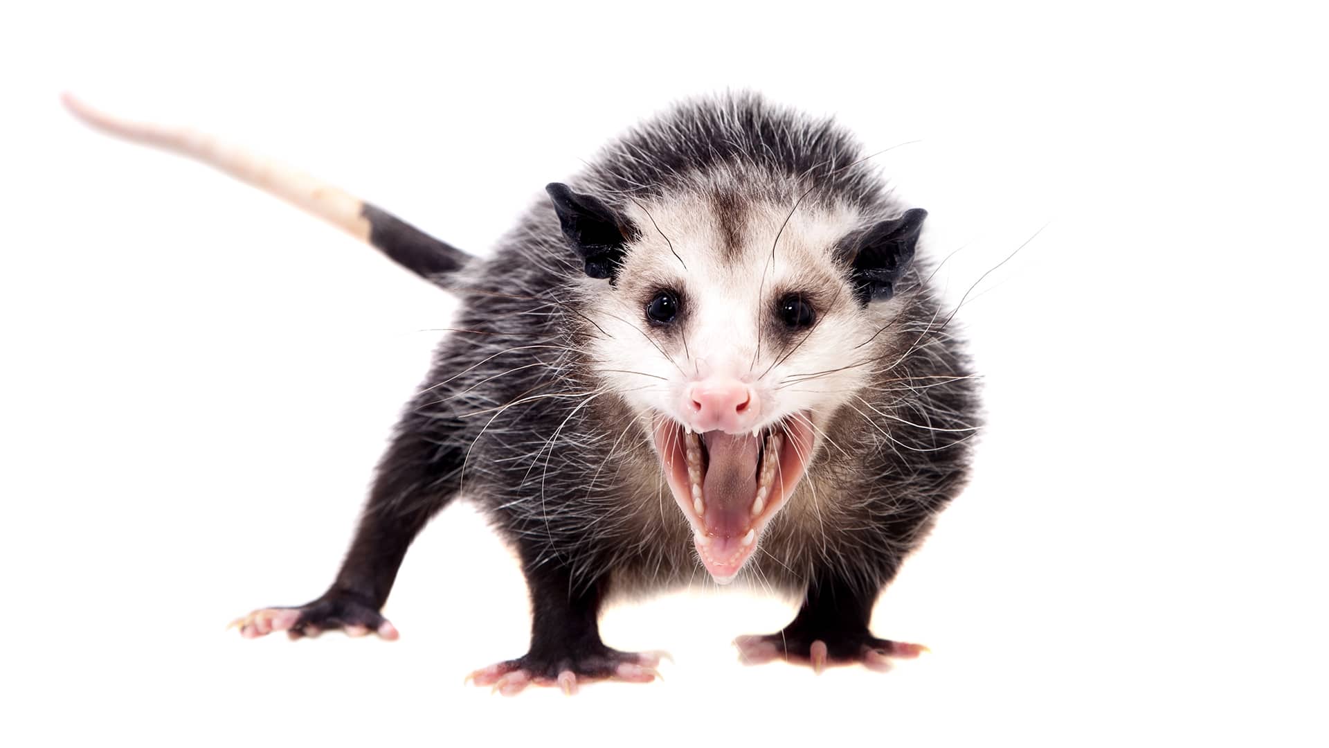 Possums Wallpapers - Top Free Possums Backgrounds - WallpaperAccess