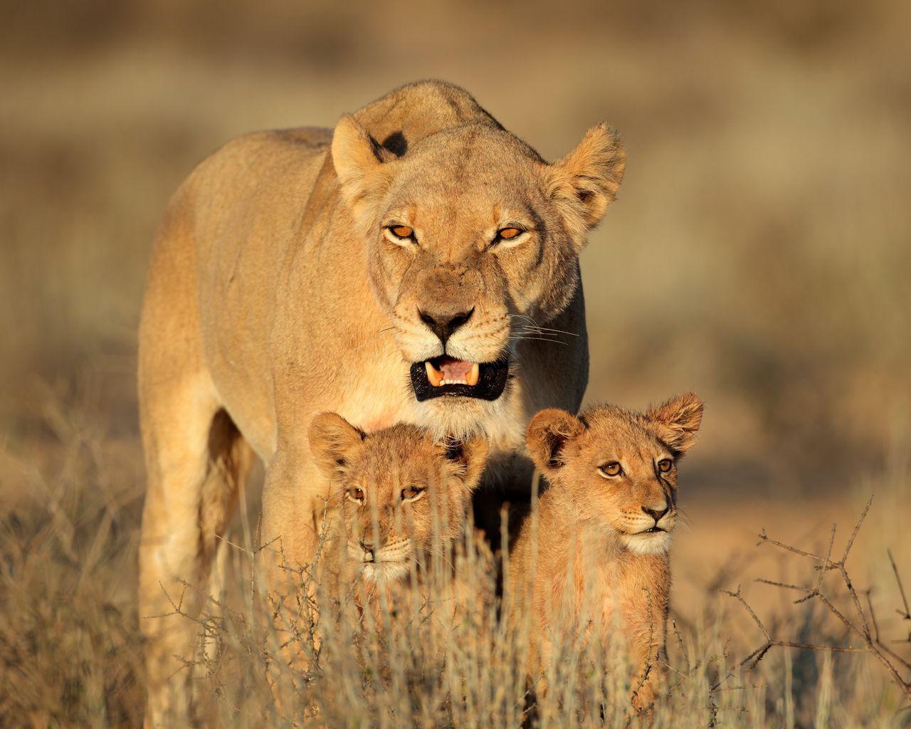 Female Lion Wallpapers - Top Free Female Lion Backgrounds - WallpaperAccess