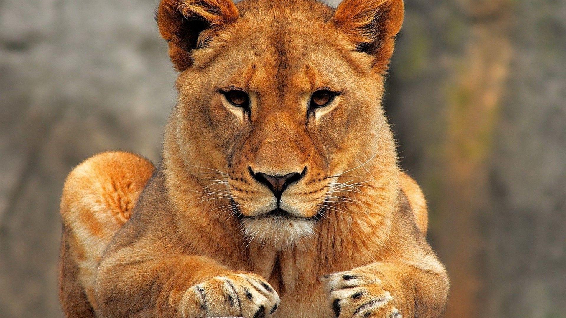 Female Lion Wallpapers - Top Free Female Lion Backgrounds - WallpaperAccess