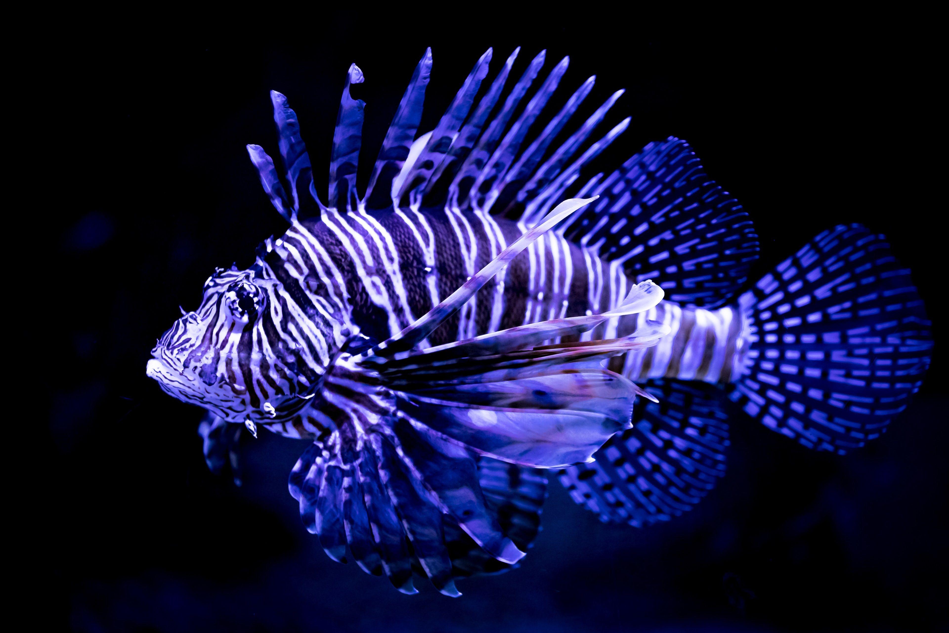 Lionfish Wallpapers - Top Free Lionfish Backgrounds - WallpaperAccess