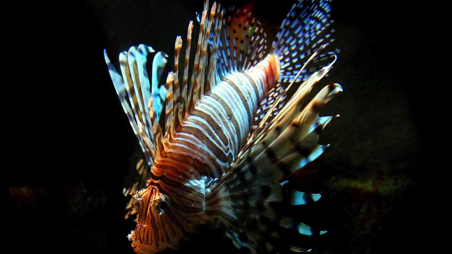 Lionfish Wallpapers - Top Free Lionfish Backgrounds - WallpaperAccess