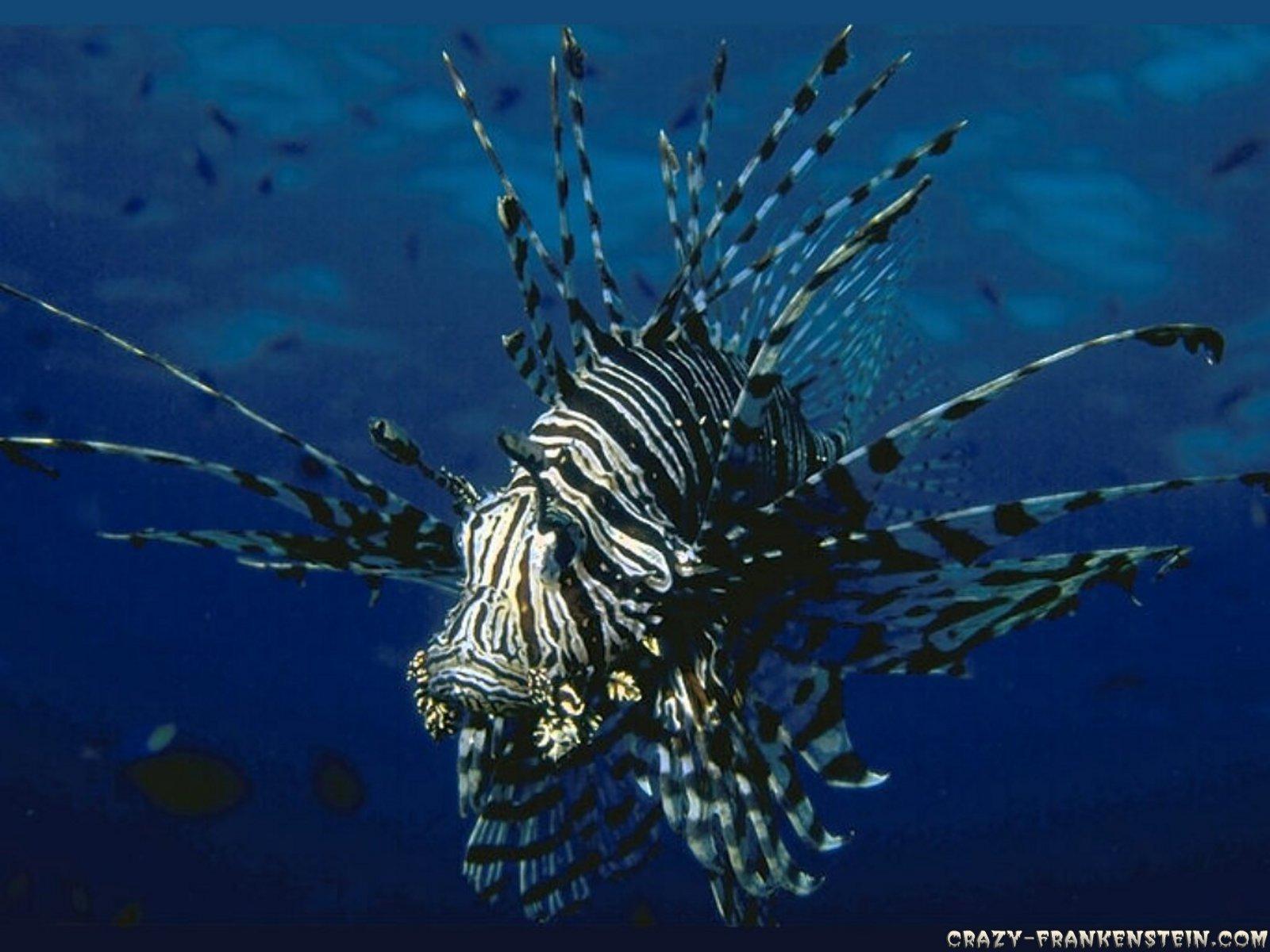 Lionfish Wallpapers - Top Free Lionfish Backgrounds - WallpaperAccess