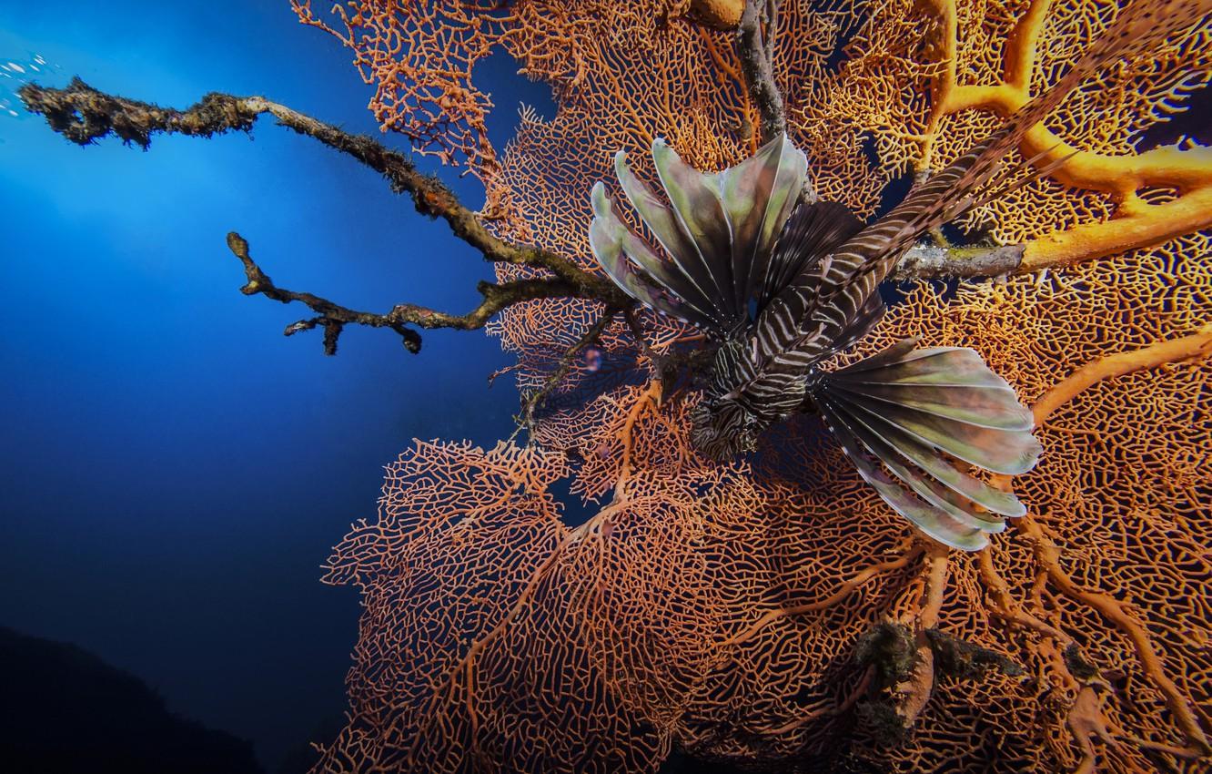 Lionfish Wallpapers - Top Free Lionfish Backgrounds - WallpaperAccess