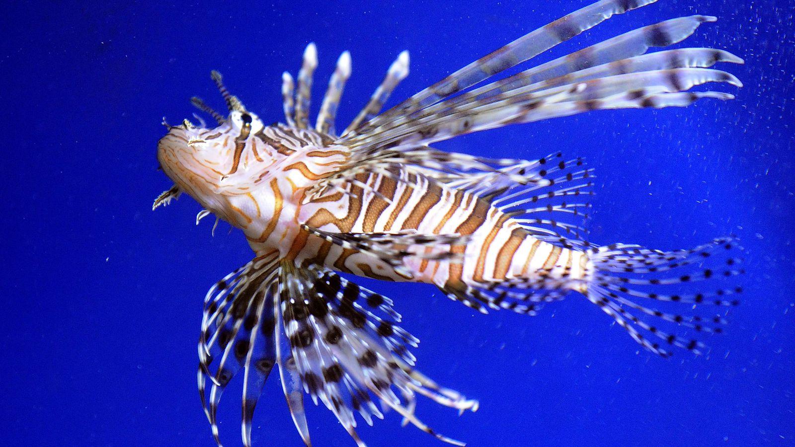 Lionfish Wallpapers - Top Free Lionfish Backgrounds - WallpaperAccess