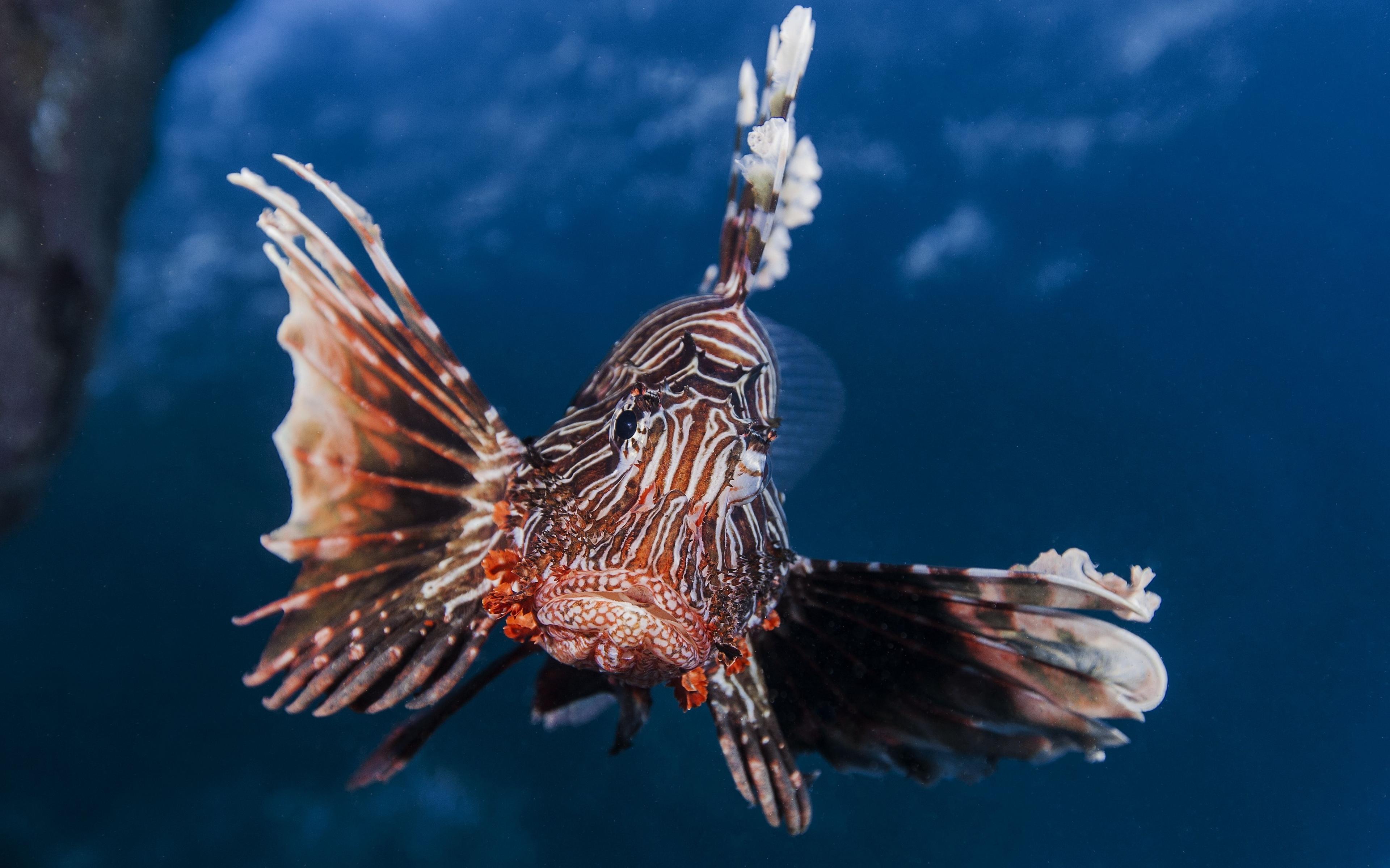 Lionfish Wallpapers - Top Free Lionfish Backgrounds - WallpaperAccess