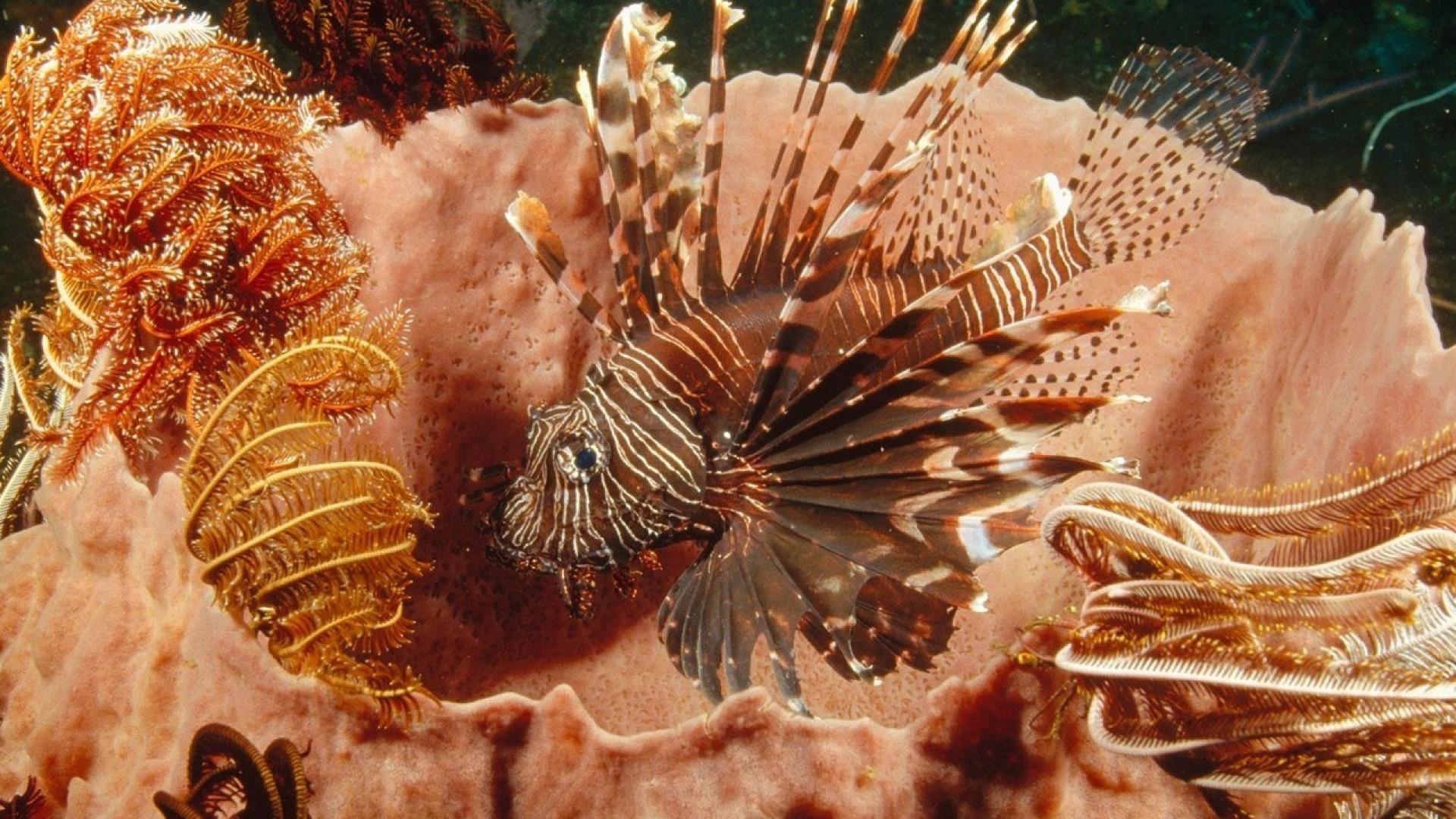 Lionfish Wallpapers - Top Free Lionfish Backgrounds - WallpaperAccess