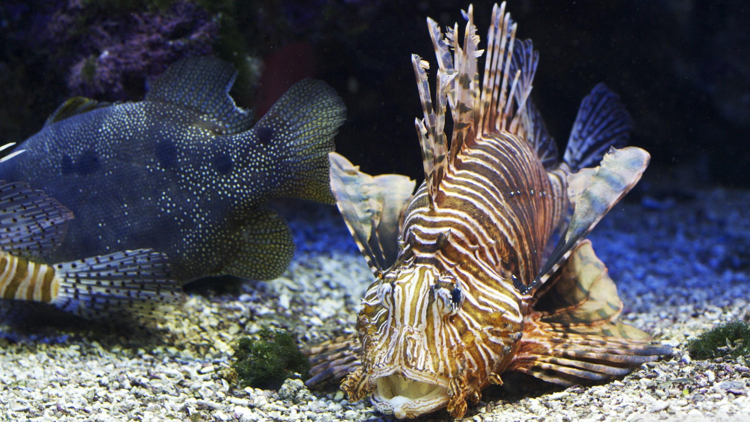Lionfish Wallpapers - Top Free Lionfish Backgrounds - WallpaperAccess