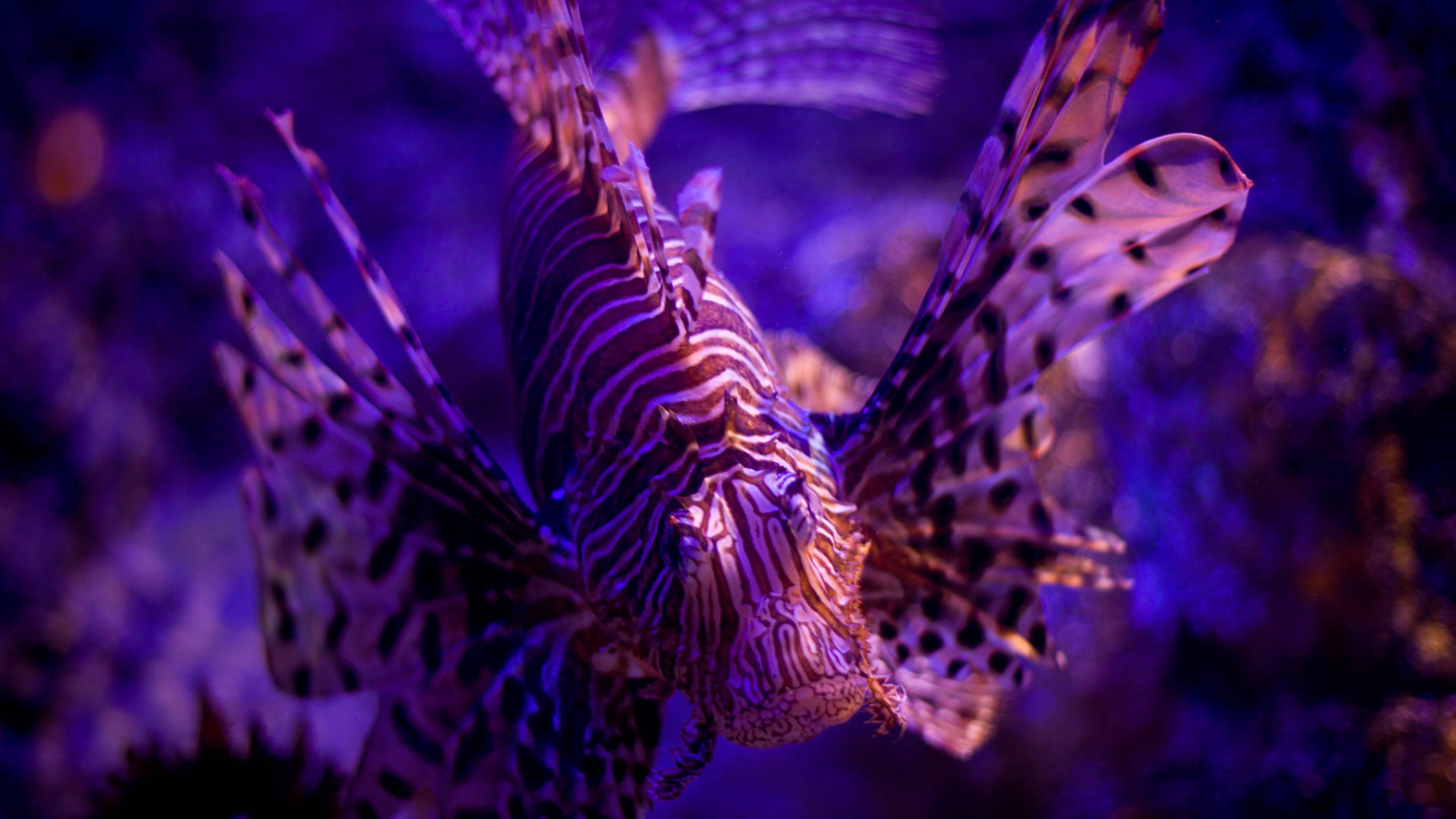 Lionfish Wallpapers - Top Free Lionfish Backgrounds - WallpaperAccess