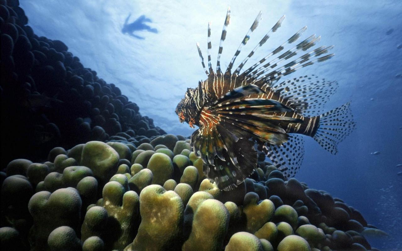 Lionfish Wallpapers - Top Free Lionfish Backgrounds - WallpaperAccess