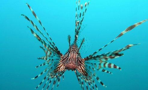 Lionfish Wallpapers - Top Free Lionfish Backgrounds - WallpaperAccess