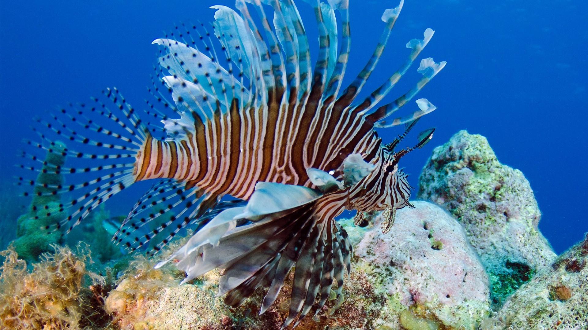 Lionfish Wallpapers - Top Free Lionfish Backgrounds - WallpaperAccess
