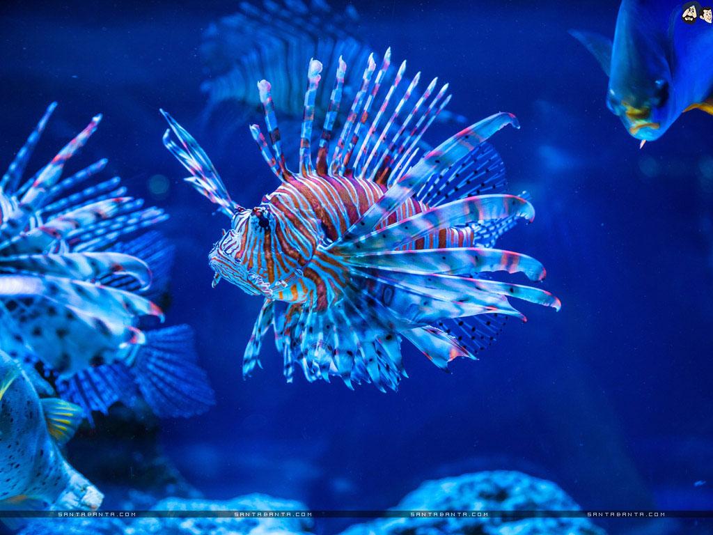Lionfish Wallpapers - Top Free Lionfish Backgrounds - WallpaperAccess