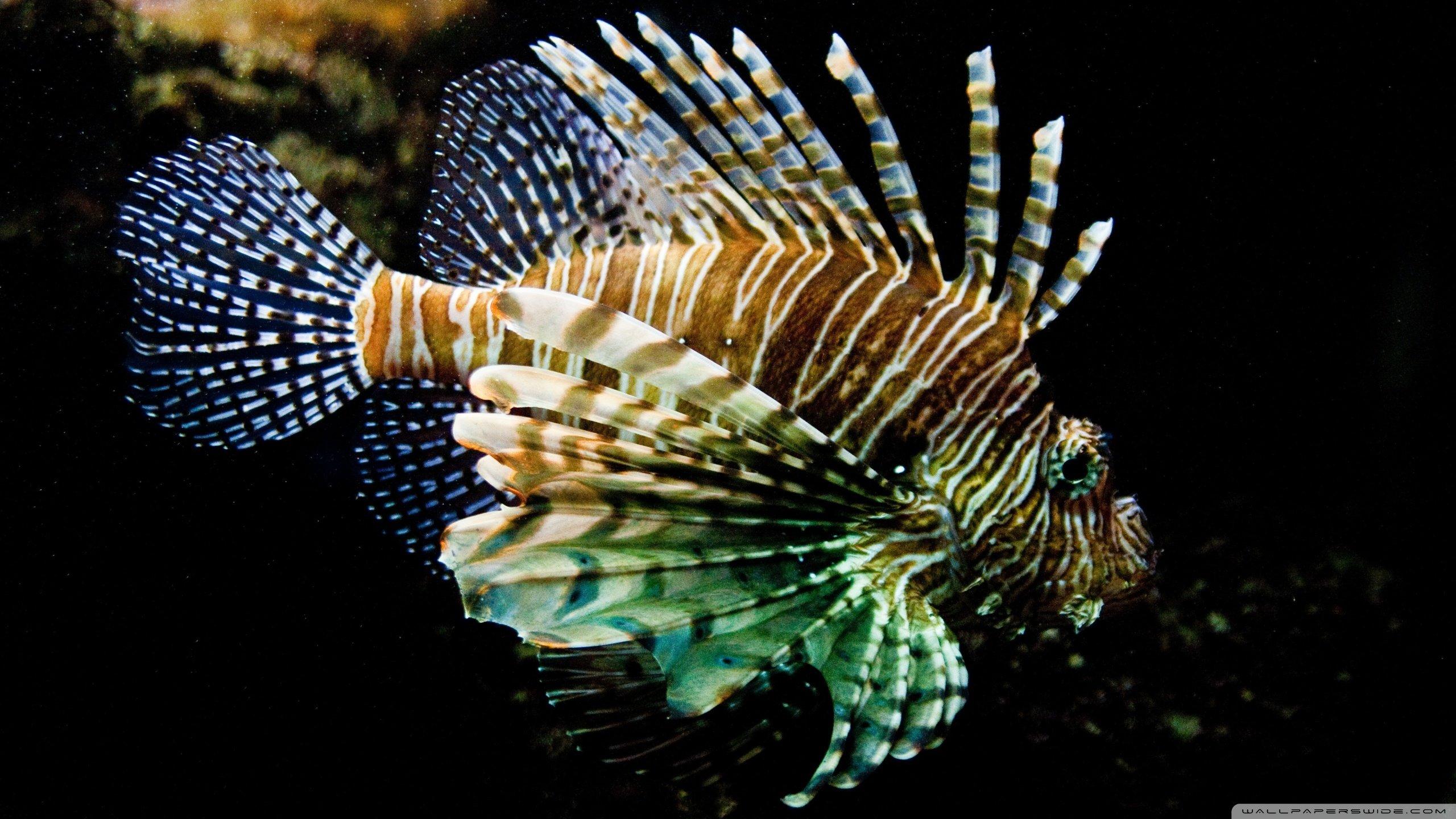 Lionfish Wallpapers - Top Free Lionfish Backgrounds - WallpaperAccess