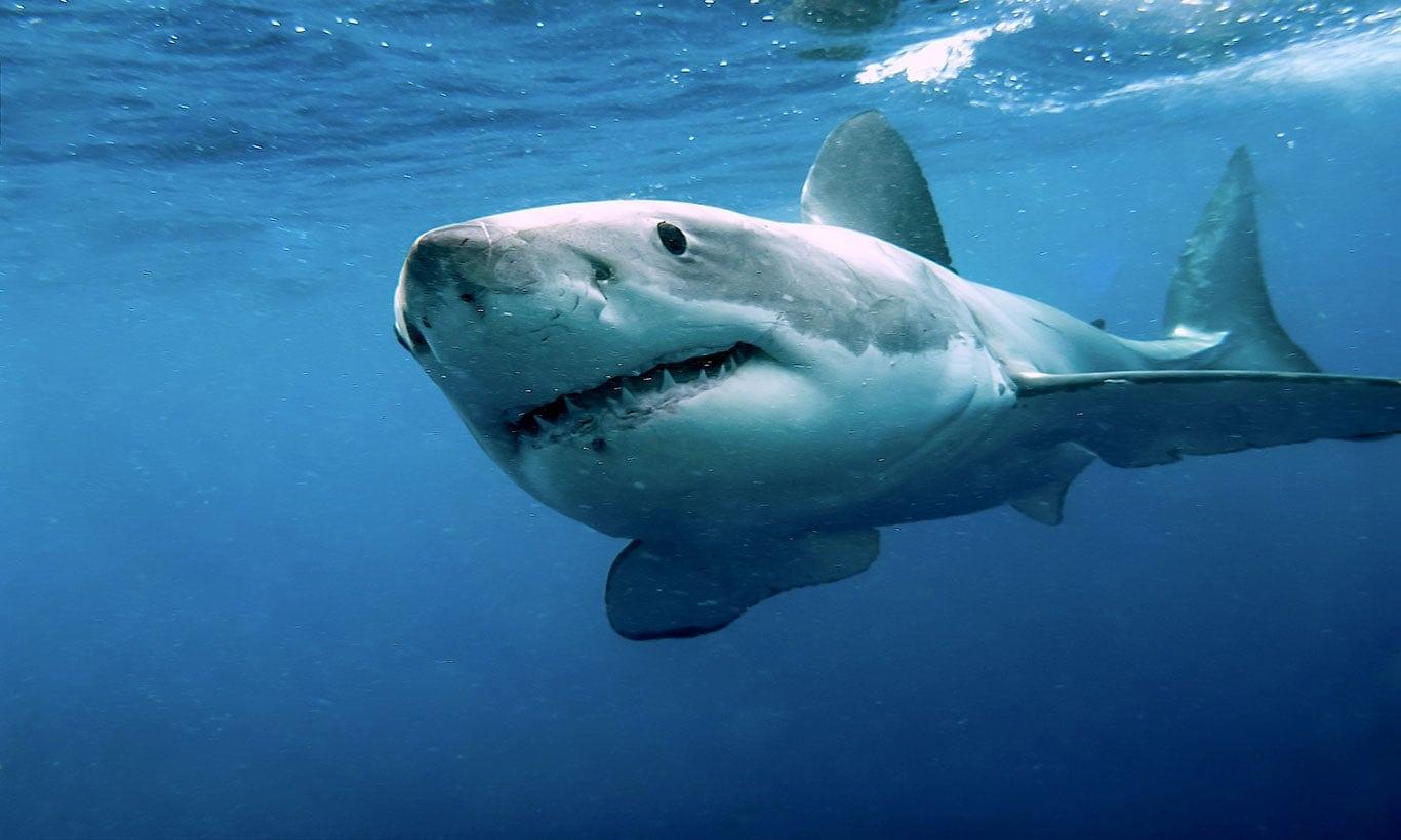 Ocean Shark Wallpapers - Top Free Ocean Shark Backgrounds - WallpaperAccess