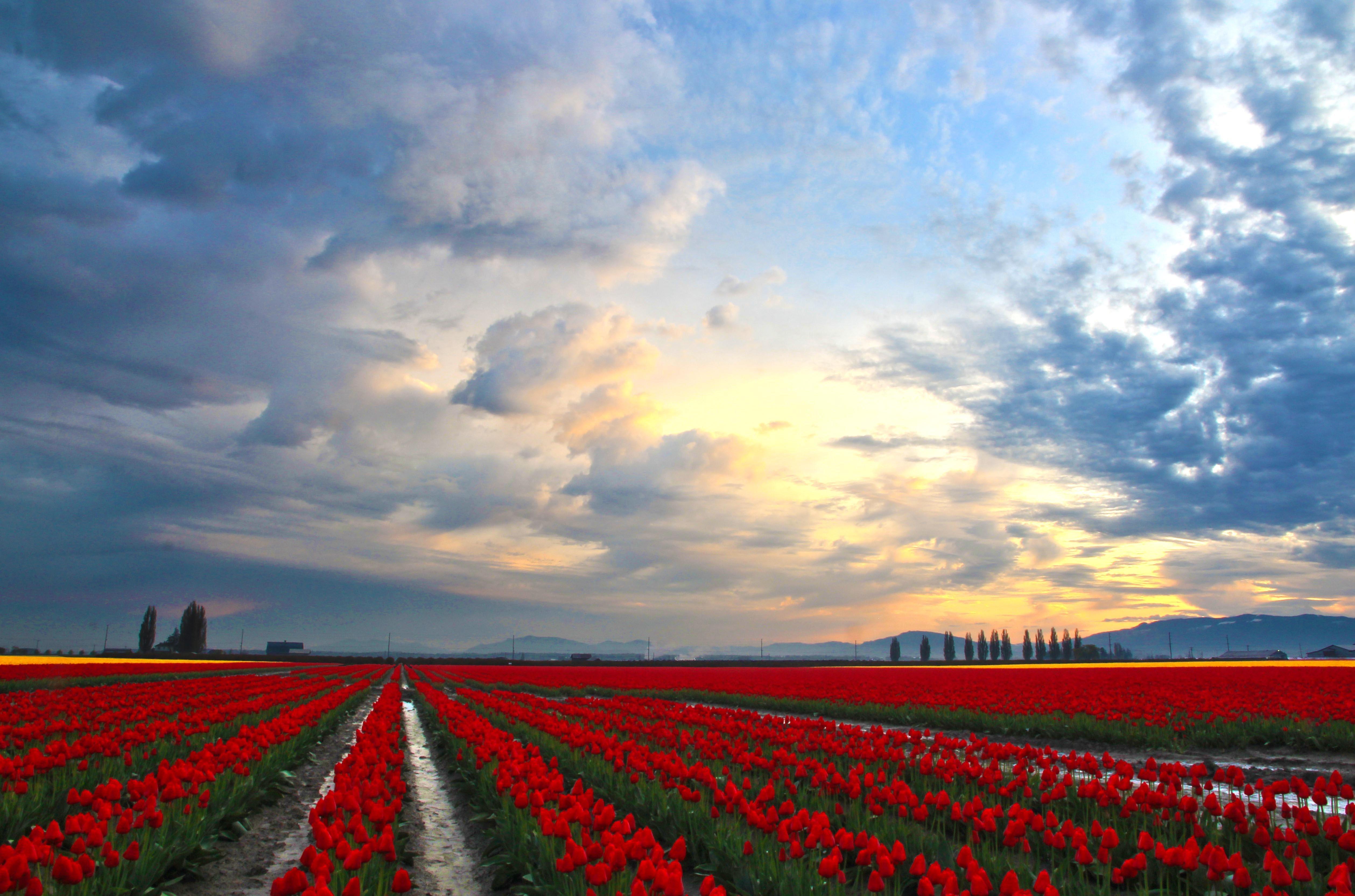 Tulip Fields Wallpapers - Top Free Tulip Fields Backgrounds - WallpaperAccess