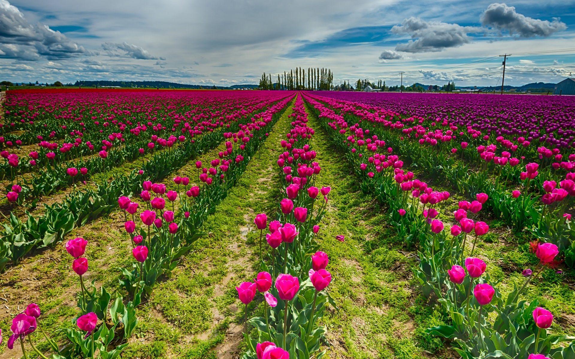 Flower Field Desktop Wallpapers - Top Free Flower Field Desktop ...