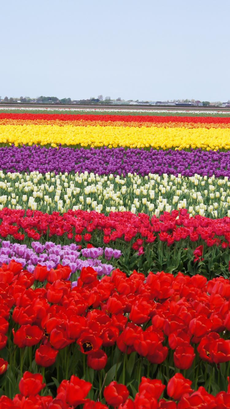 Tulip Fields Wallpapers - Top Free Tulip Fields Backgrounds ...